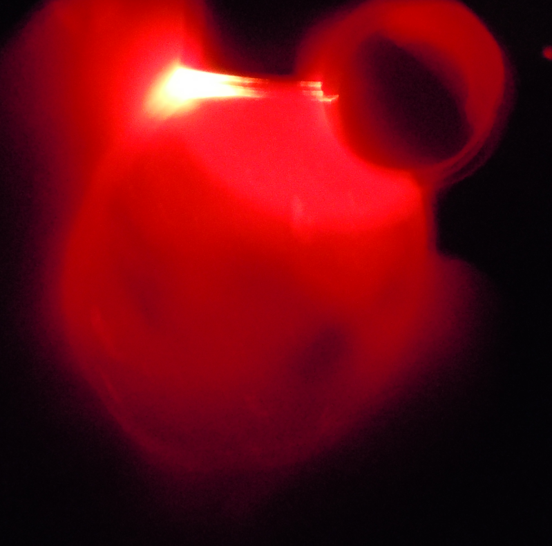 Dead Embryo.... | BackYard Chickens - Learn How to Raise Chickens