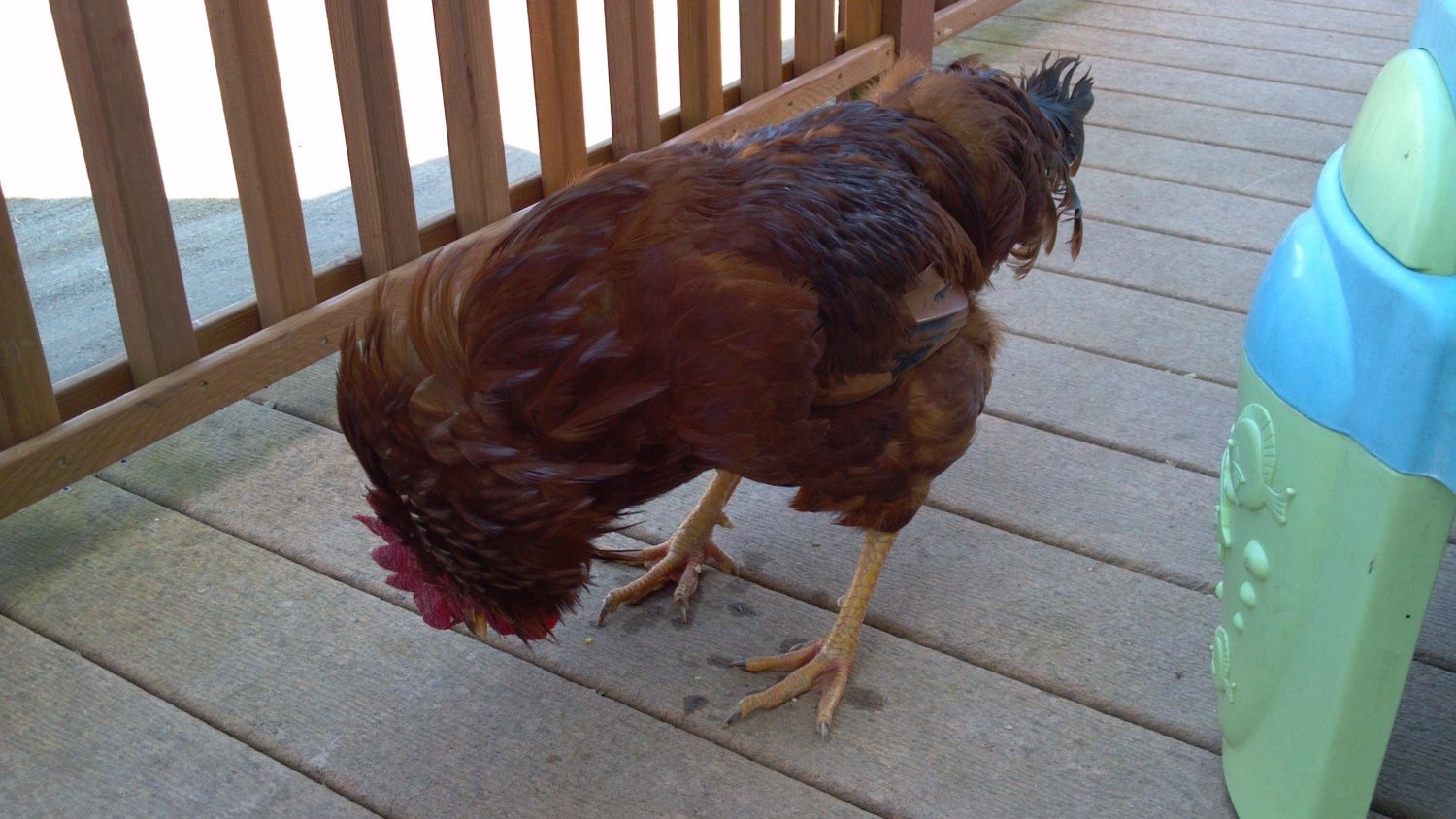 Rooster Attacked by Coyote! Pics | BackYard Chickens - Learn How to ...