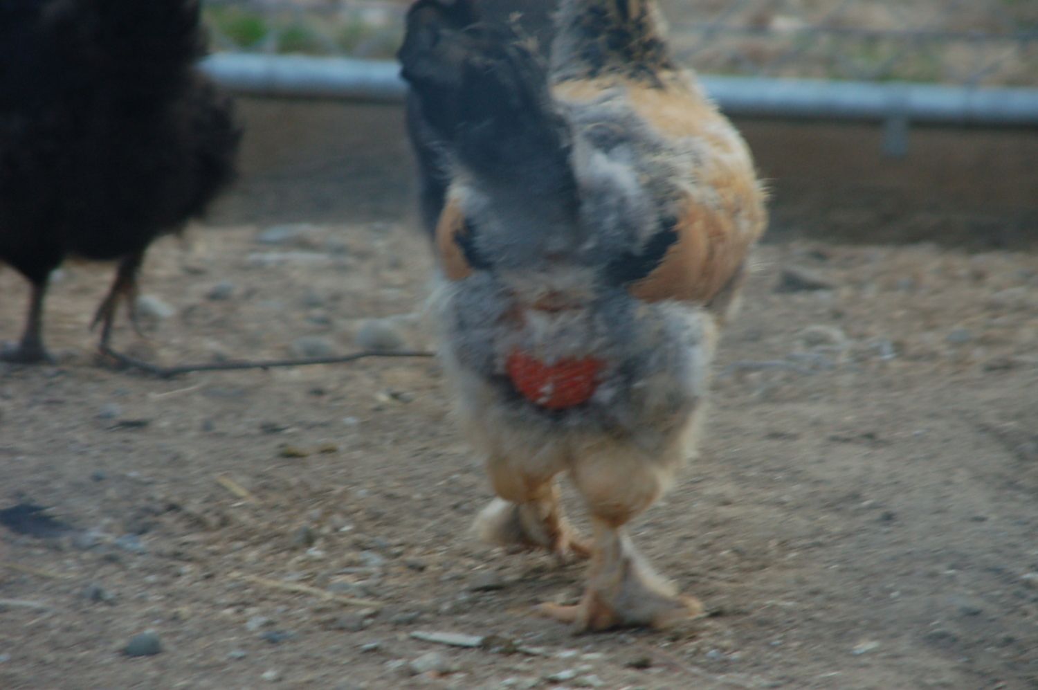 Help! Red Bottomed Girls! Pics Added. | BackYard Chickens - Learn How ...