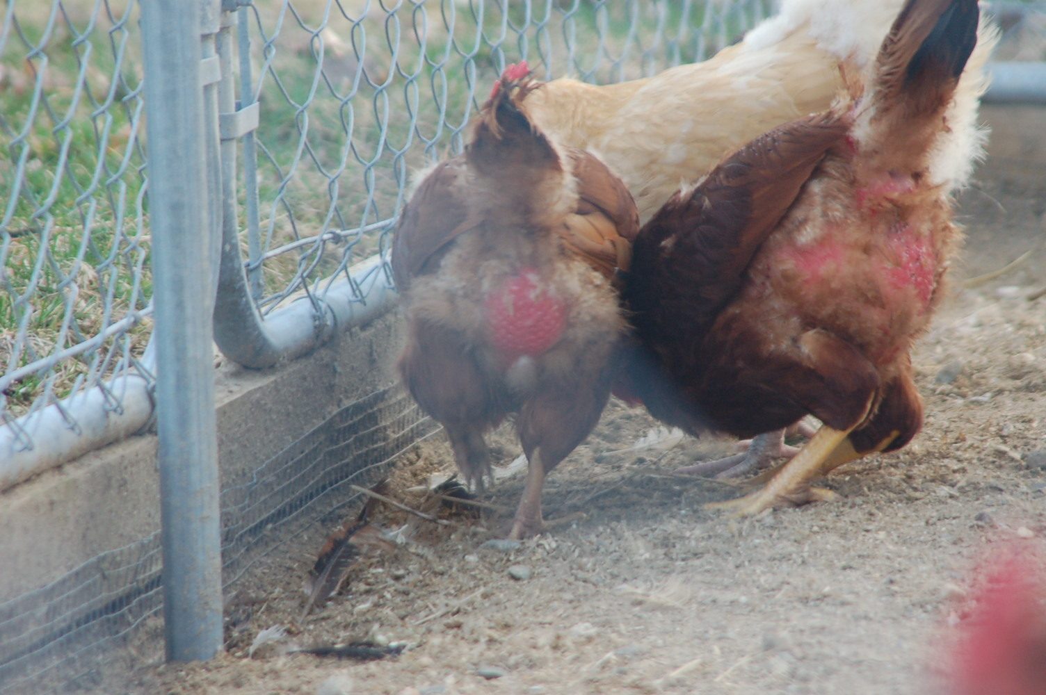 Help! Red Bottomed Girls! Pics Added. | BackYard Chickens - Learn How ...