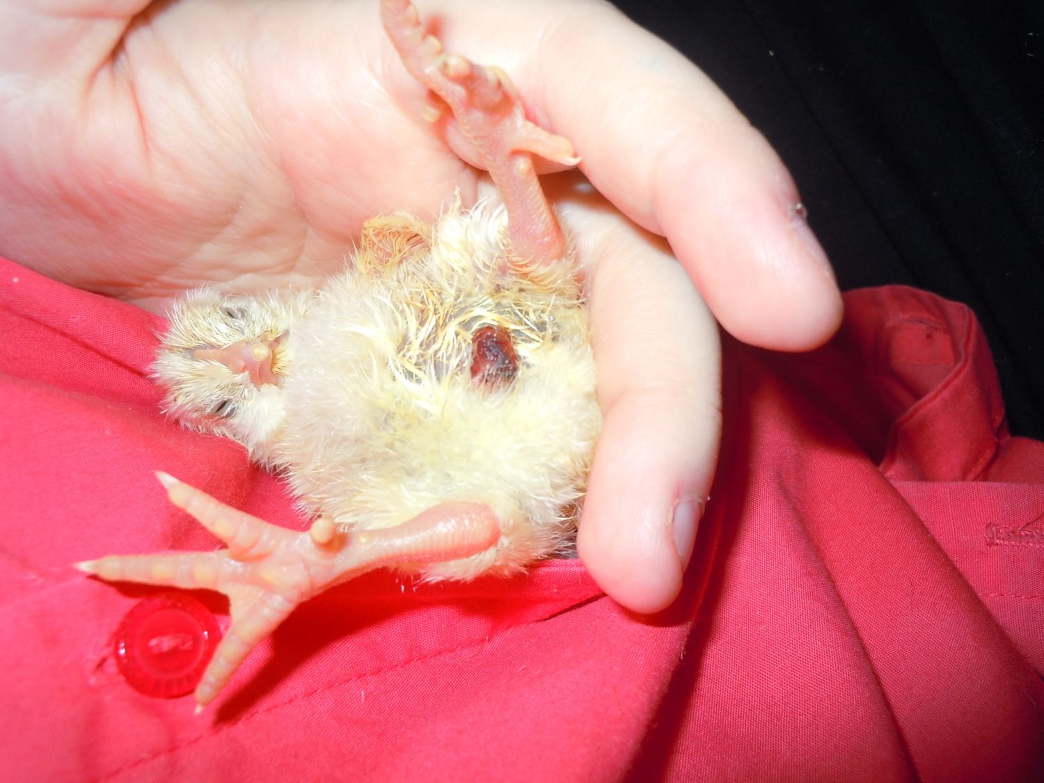 Red Thingy again | BackYard Chickens - Learn How to Raise Chickens