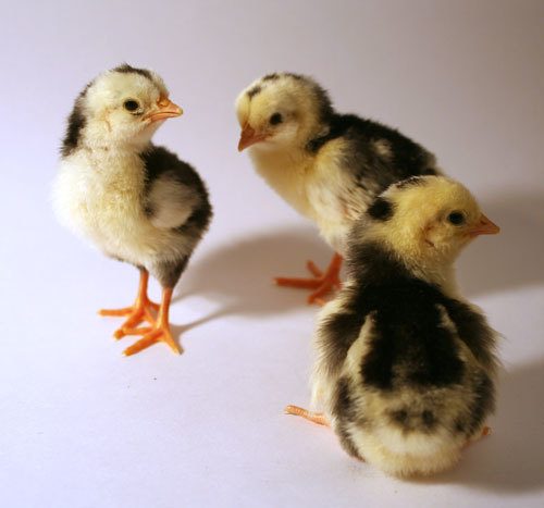Ancona Chicks! | BackYard Chickens - Learn How to Raise Chickens
