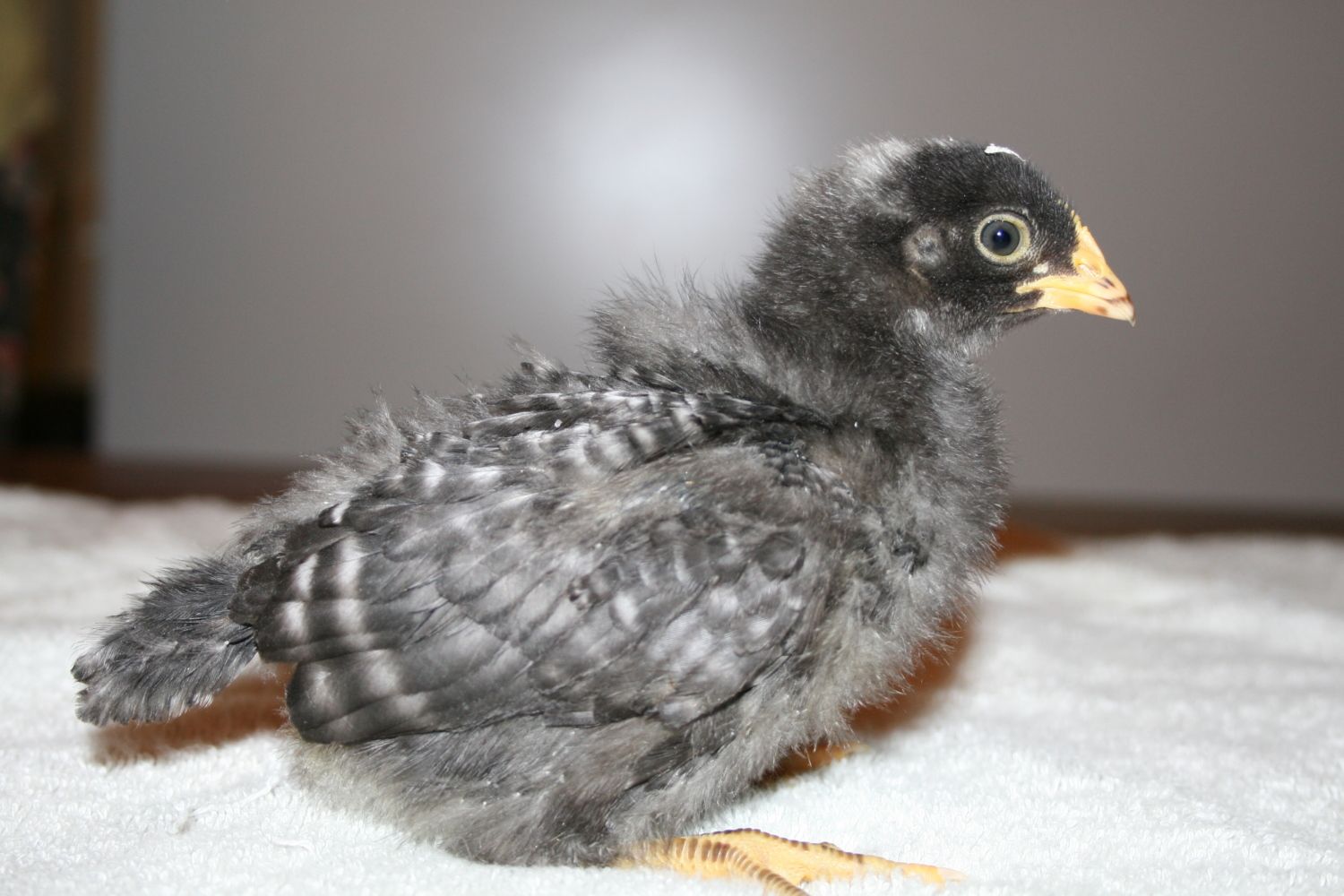 PLEASE HELP SEXING- BARRED ROCK, LAVENDER ORPH & BLUE LACED WYANDOTTE ...