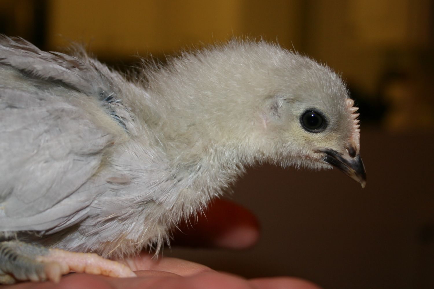 PLEASE HELP SEXING- BARRED ROCK, LAVENDER ORPH & BLUE LACED WYANDOTTE ...