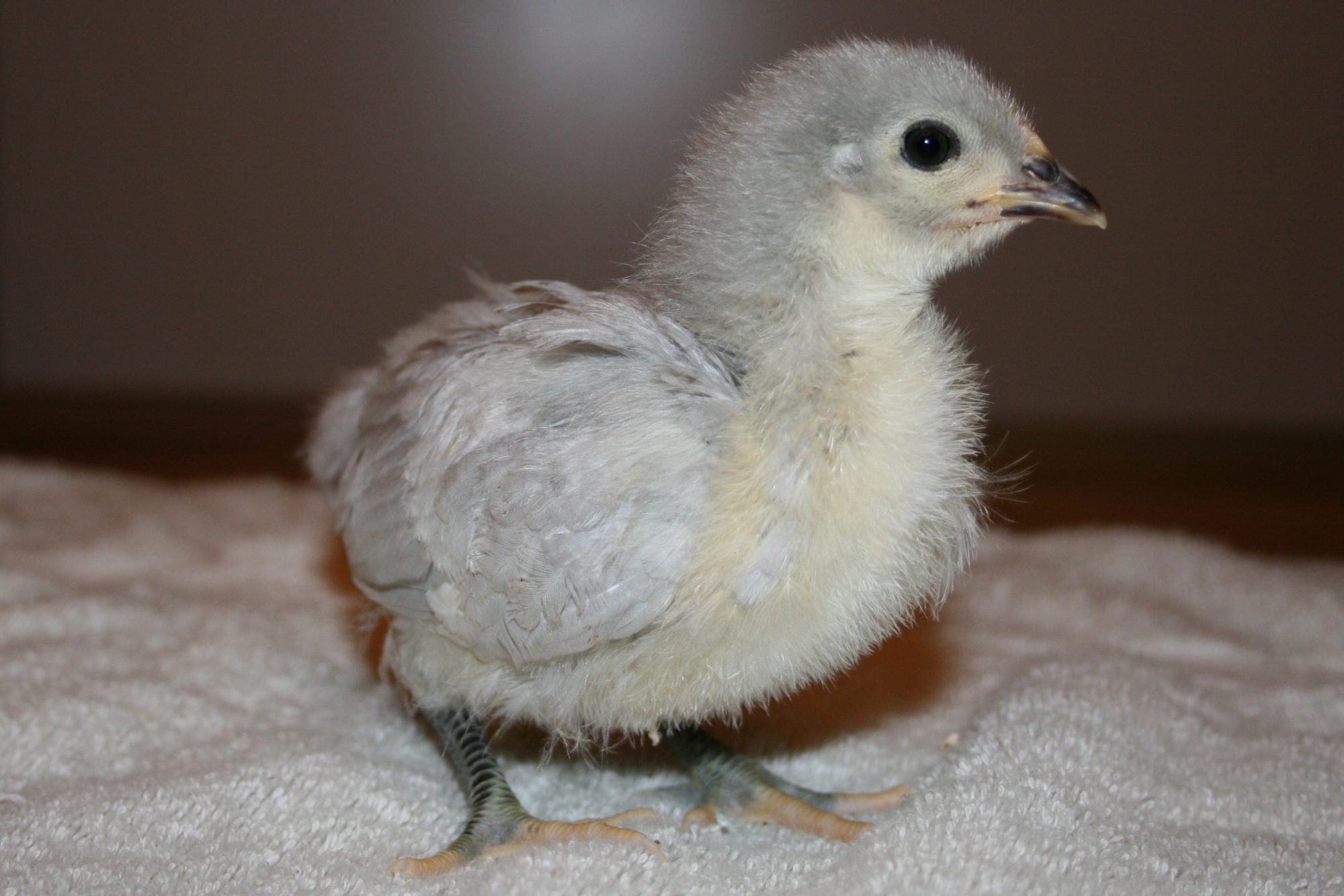 PLEASE HELP SEXING- BARRED ROCK, LAVENDER ORPH & BLUE LACED WYANDOTTE ...