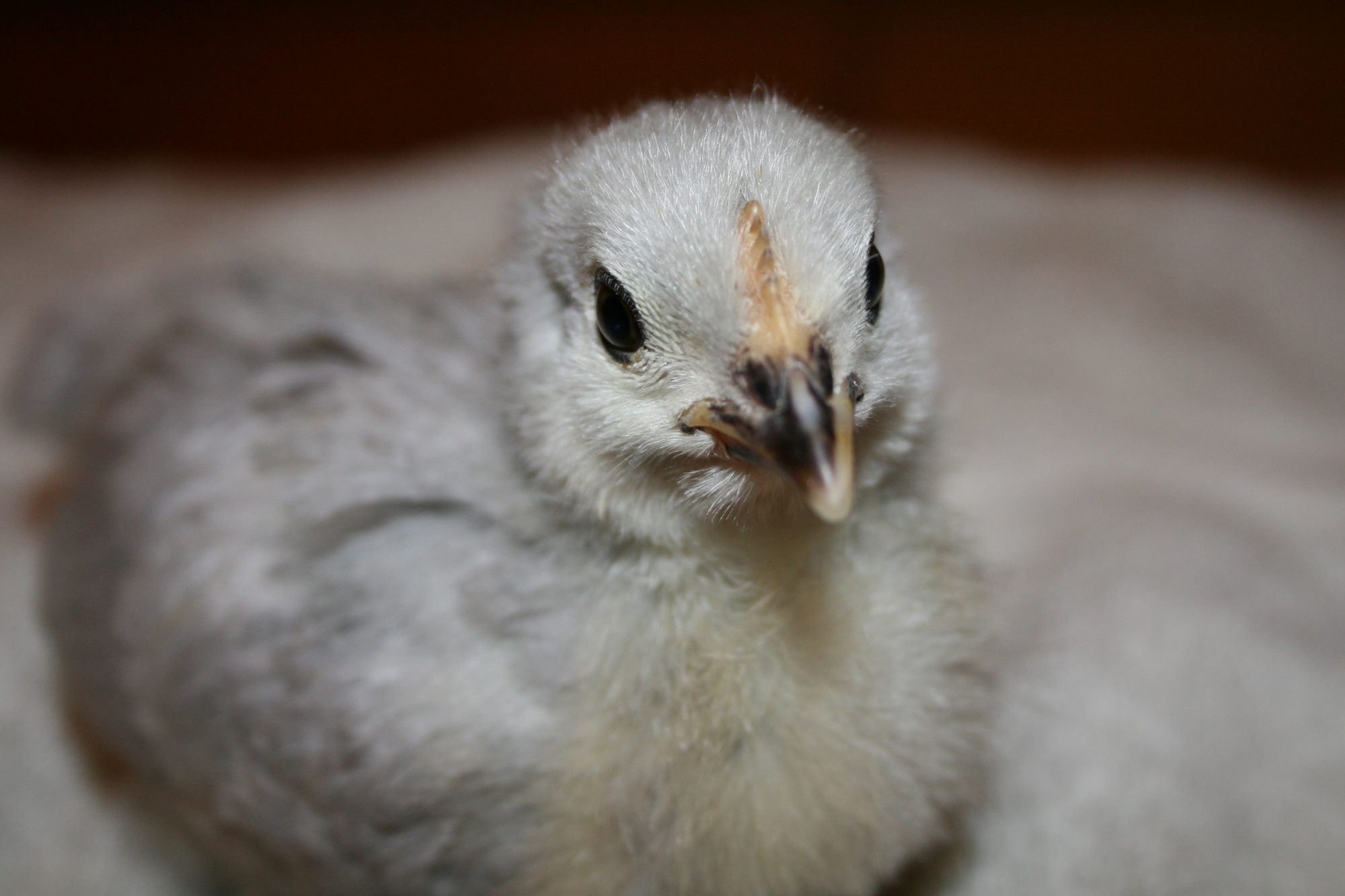 PLEASE HELP SEXING- BARRED ROCK, LAVENDER ORPH & BLUE LACED WYANDOTTE ...