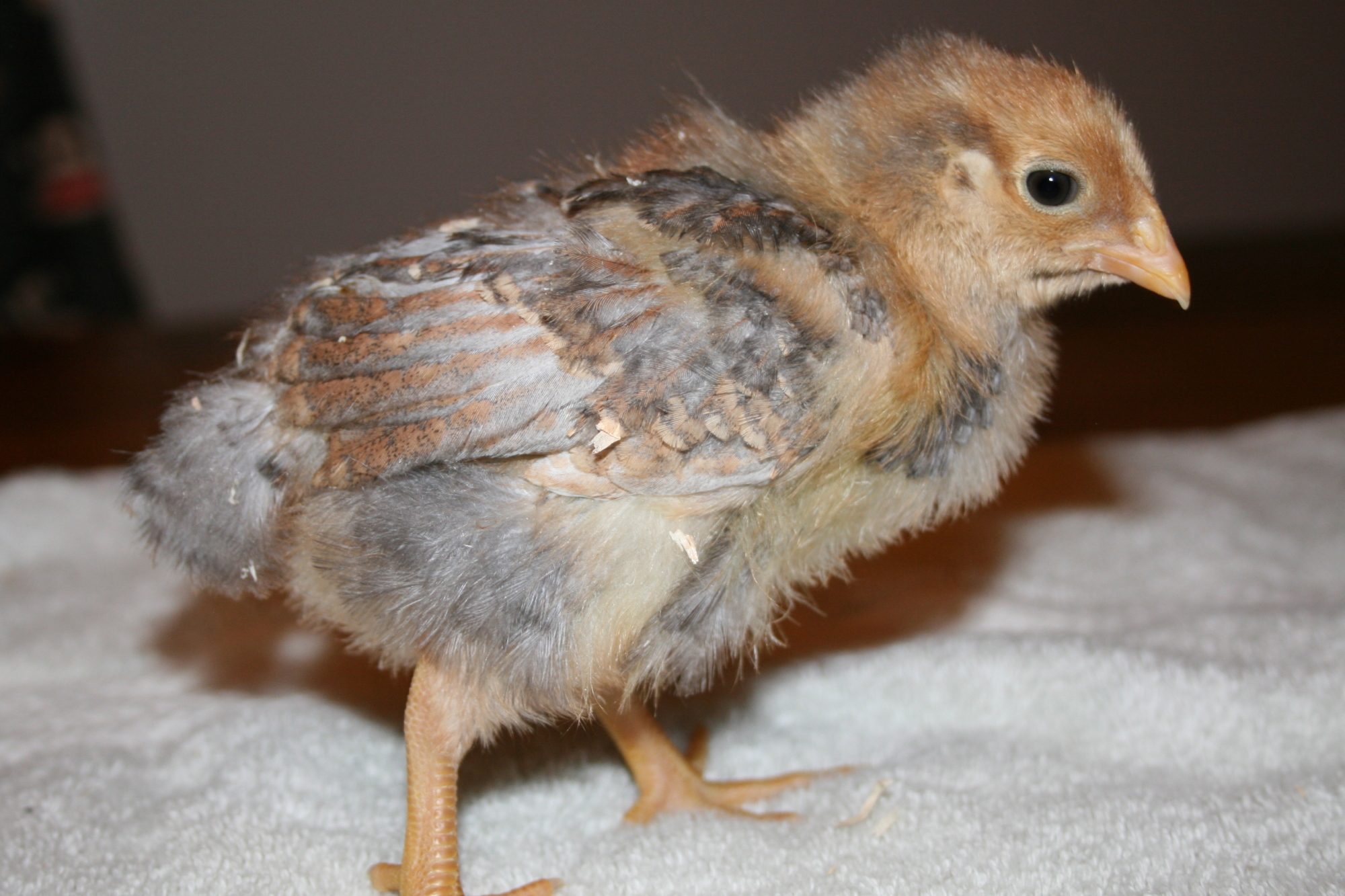 PLEASE HELP SEXING- BARRED ROCK, LAVENDER ORPH & BLUE LACED WYANDOTTE ...