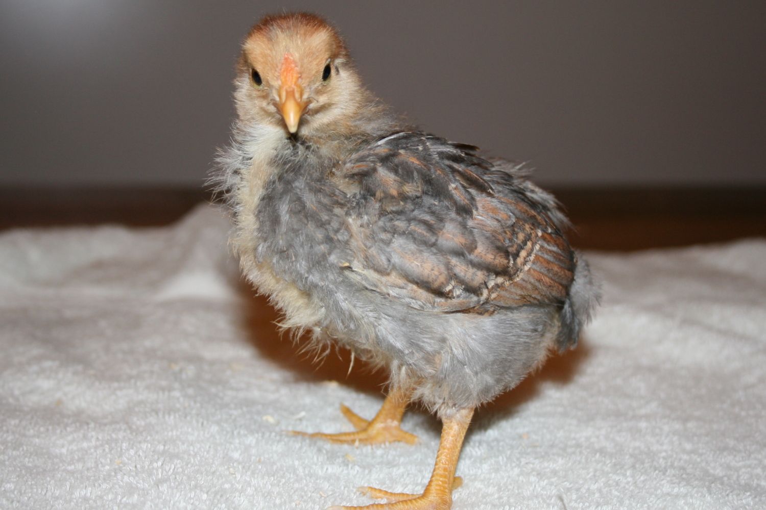 PLEASE HELP SEXING- BARRED ROCK, LAVENDER ORPH & BLUE LACED WYANDOTTE ...