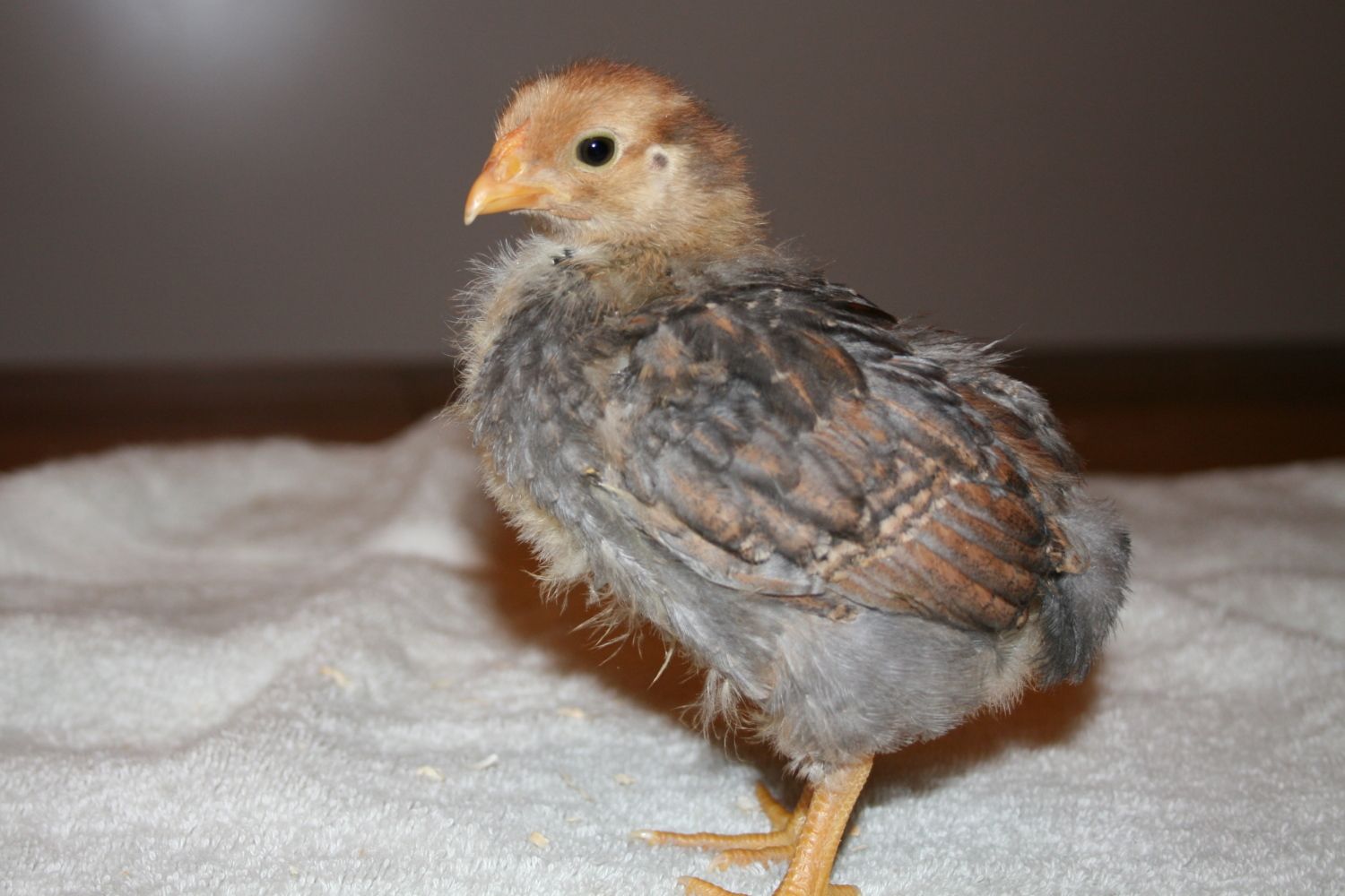 PLEASE HELP SEXING- BARRED ROCK, LAVENDER ORPH & BLUE LACED WYANDOTTE ...