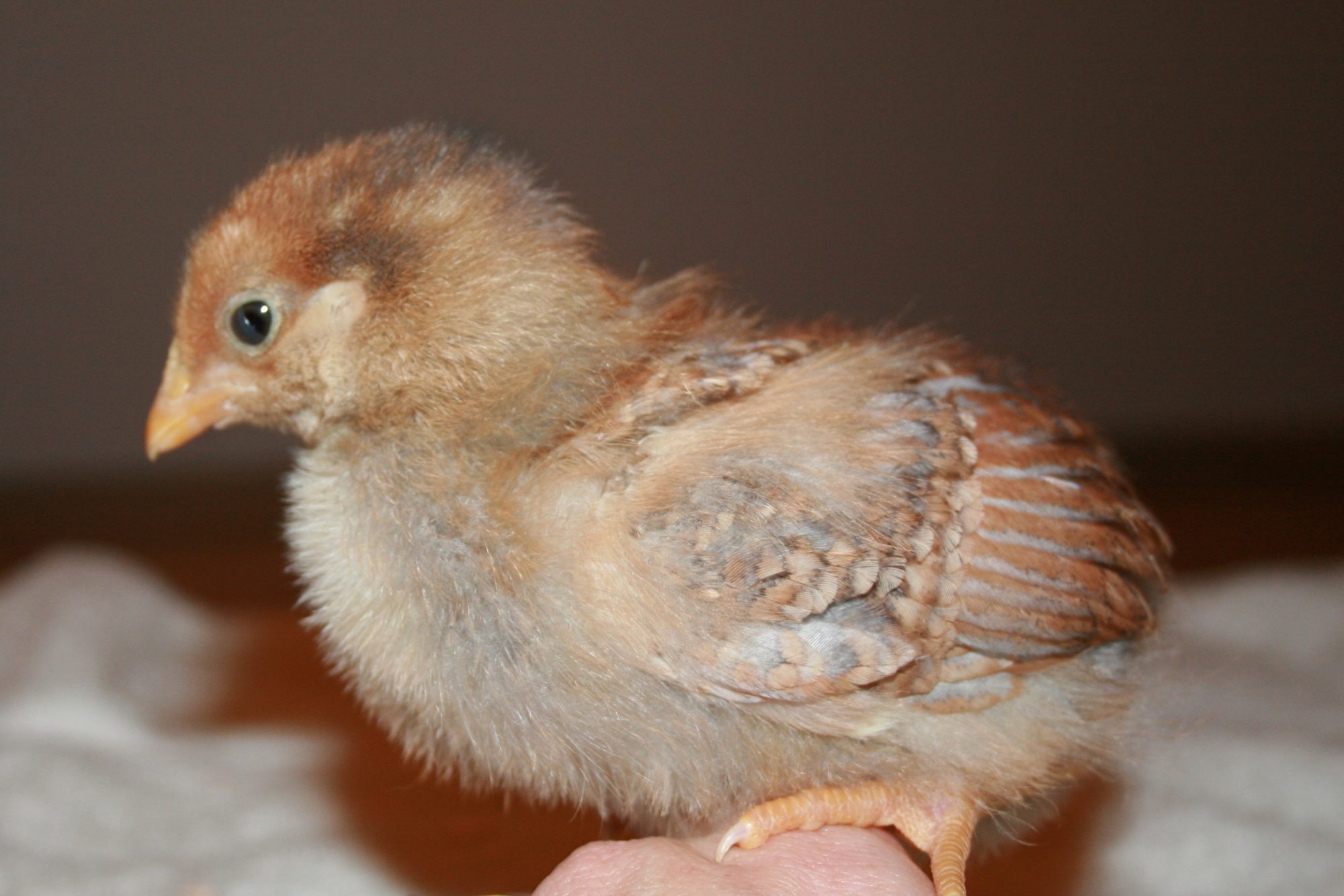 PLEASE HELP SEXING- BARRED ROCK, LAVENDER ORPH & BLUE LACED WYANDOTTE ...