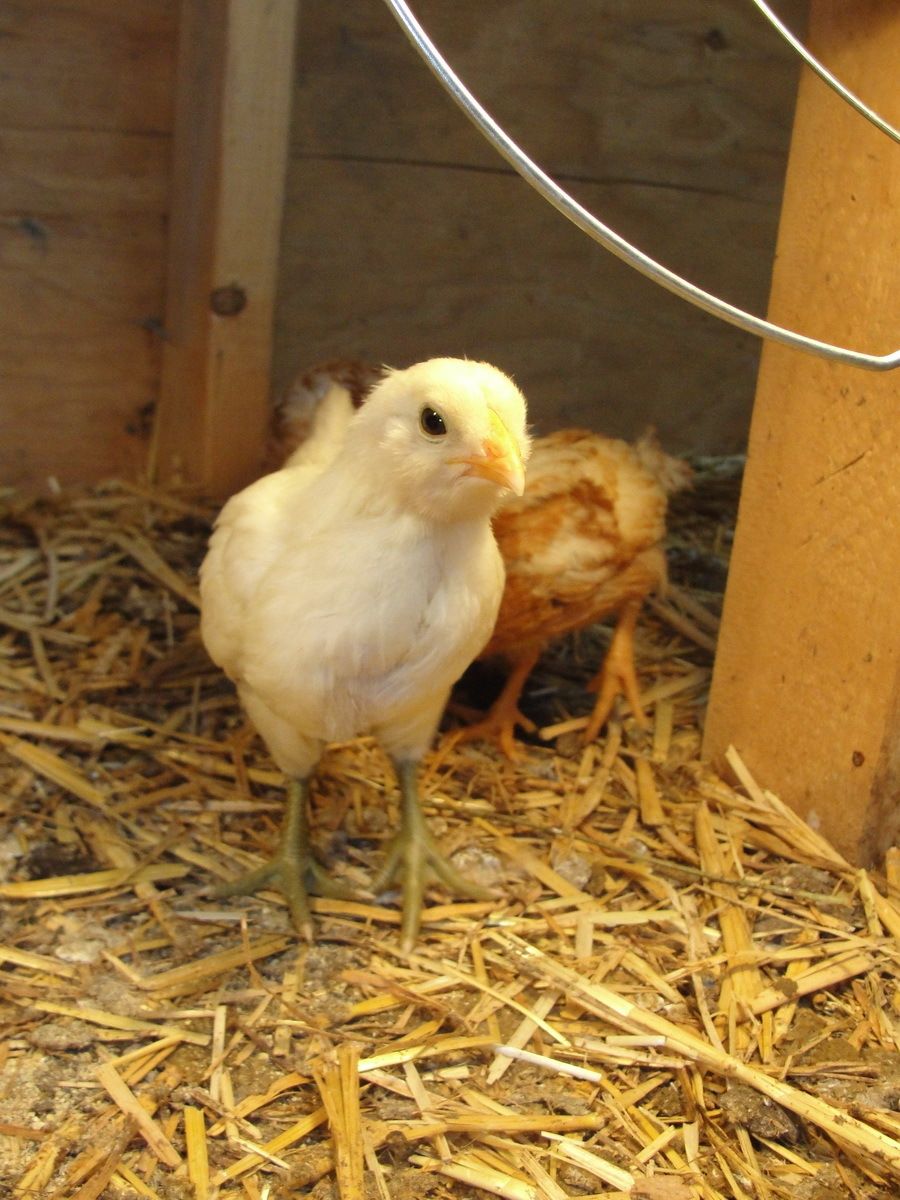 Yellow Chick with Green Legs | BackYard Chickens - Learn How to Raise ...