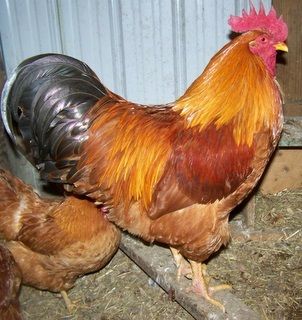 2 DAY SALE!! German Blood Line New Hampshire eggs 12+ | BackYard ...