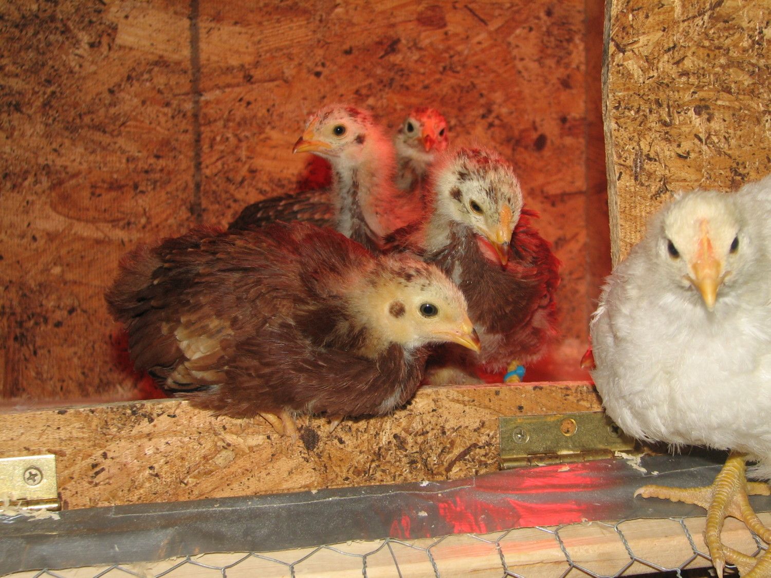 New Pics, 3 1/2 week old Buckeye Chicks Pic Heavy! | BackYard Chickens ...