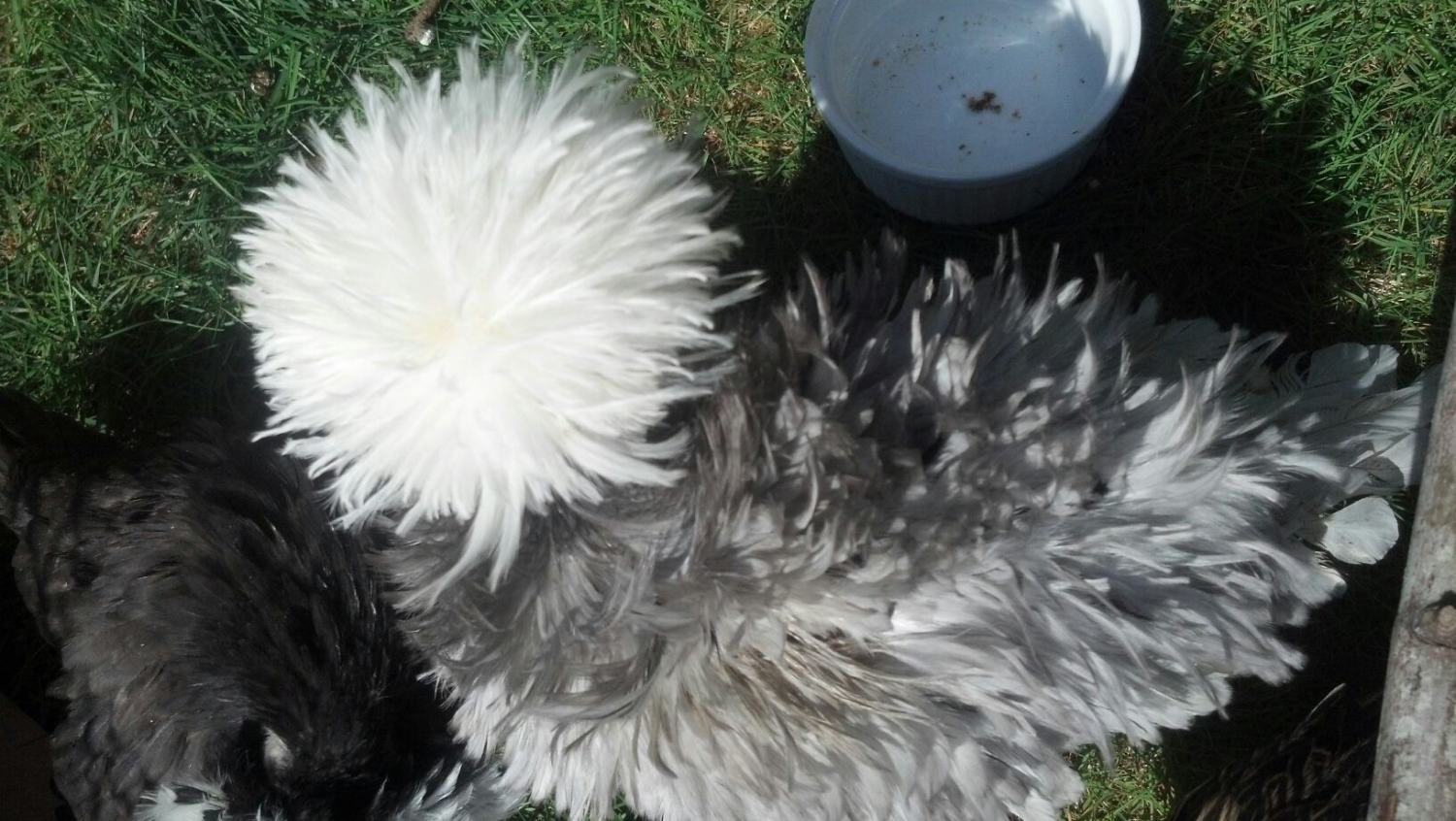 NEW CHICKENS!!! :) Frizzle Polish and Serama lovers look here ...