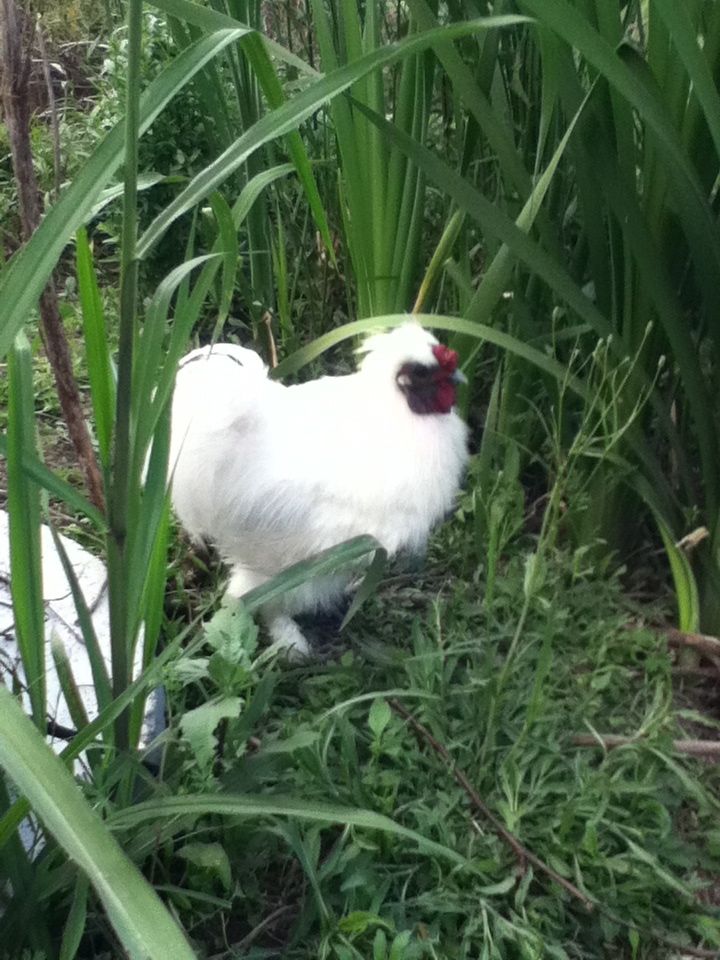 Super Spy Silkie | BackYard Chickens - Learn How to Raise Chickens