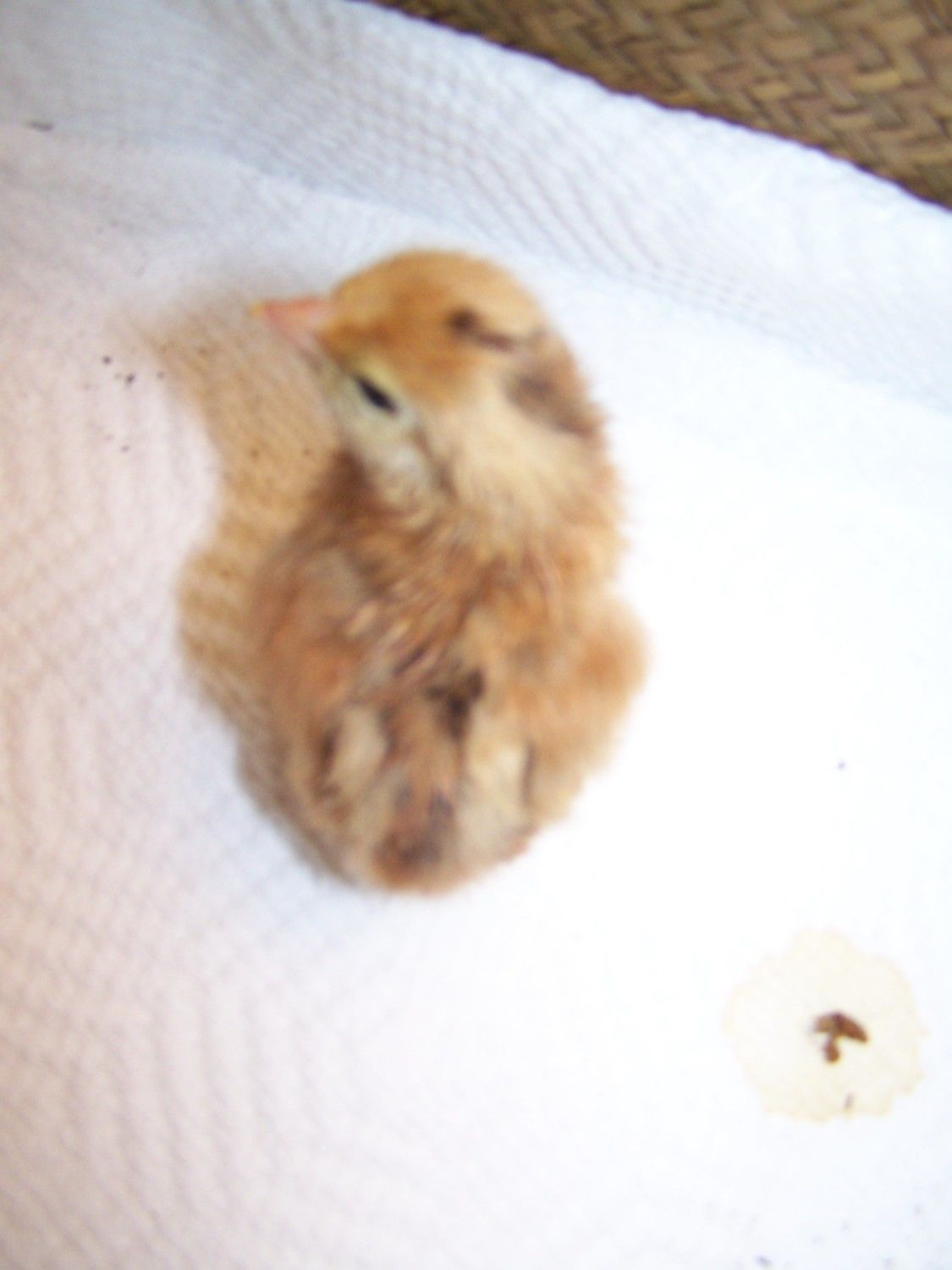 Chick coloring question: chipmunk stripes? *pics* | BackYard Chickens ...