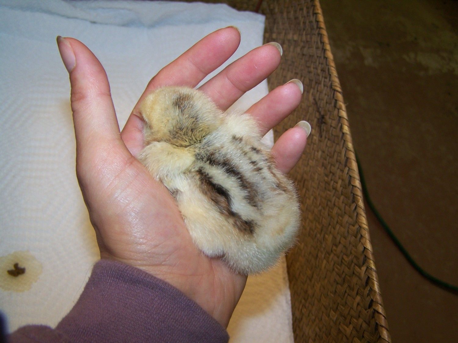 Chick coloring question: chipmunk stripes? *pics* | BackYard Chickens ...
