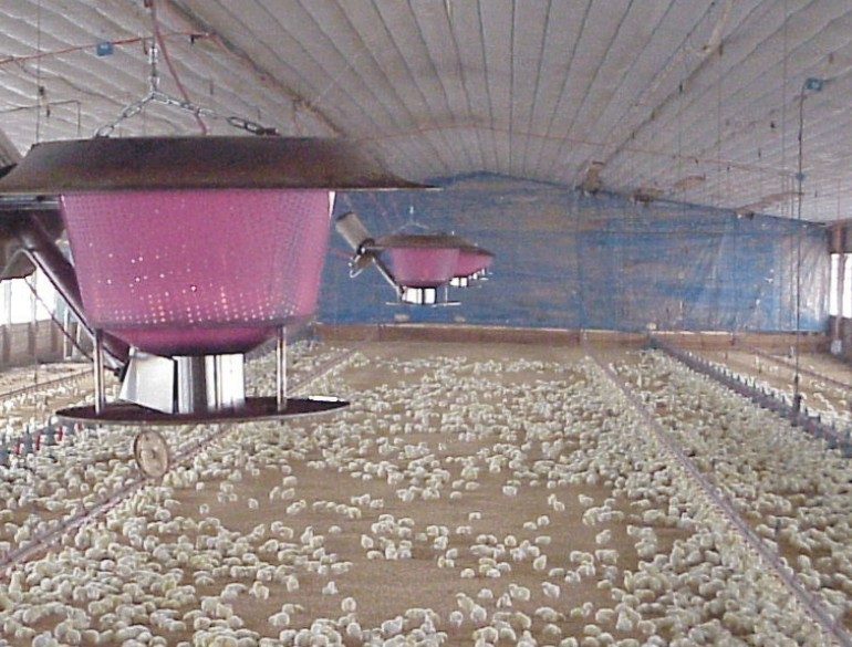 What size brooder? | BackYard Chickens - Learn How to Raise Chickens