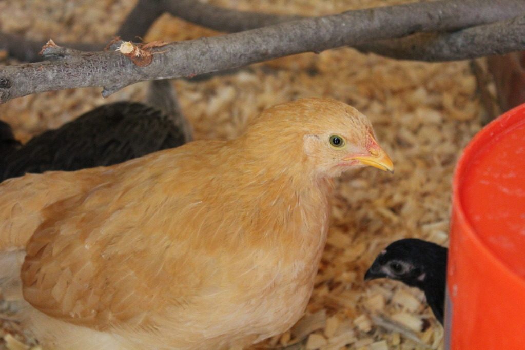 Gender/Breed check;) | BackYard Chickens - Learn How to Raise Chickens