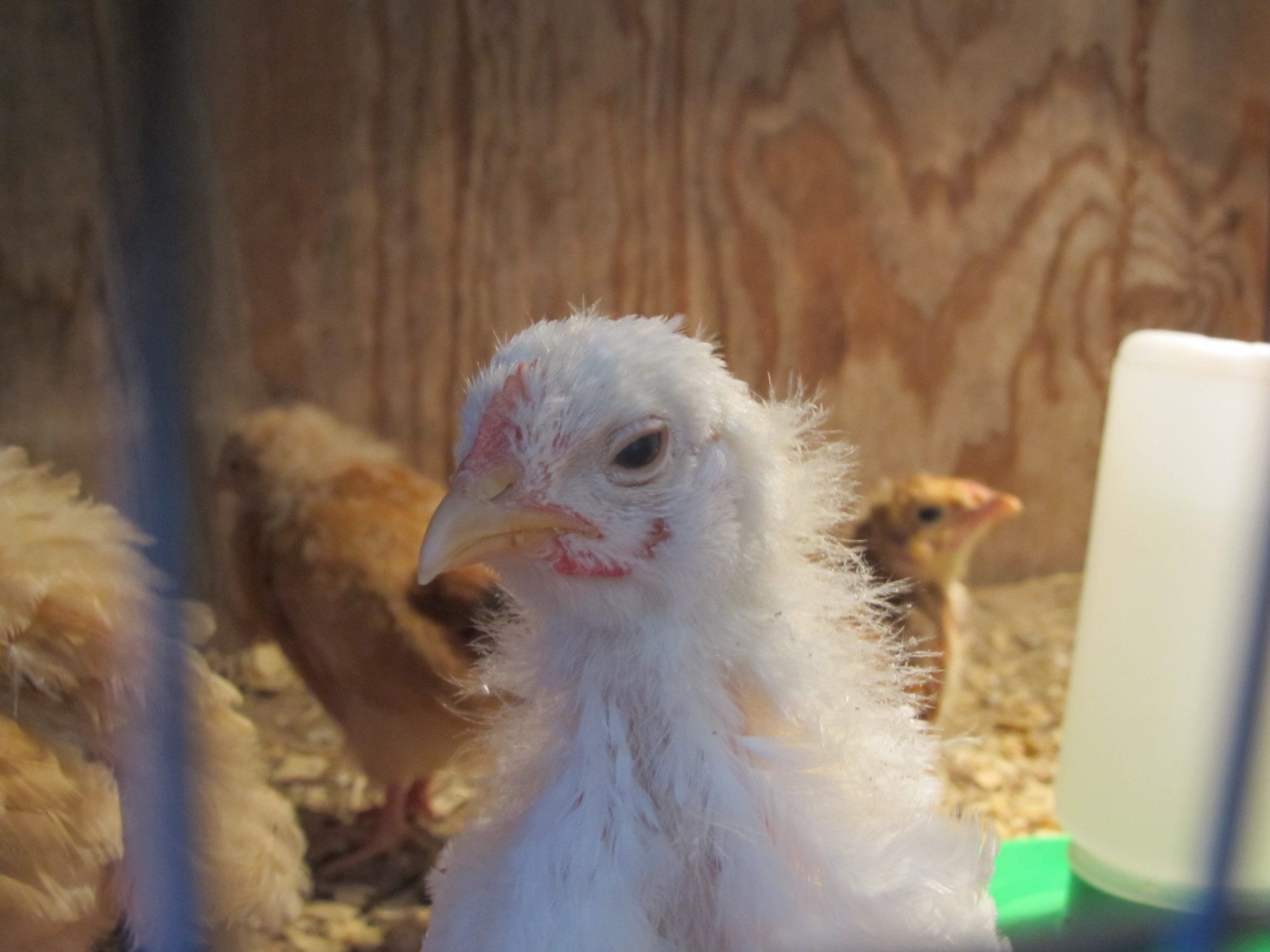 Gender on 4 week chicks | BackYard Chickens - Learn How to Raise Chickens