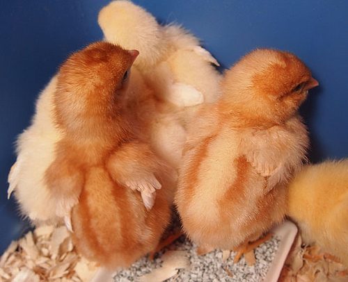 Female amber links, or....? *pics* | BackYard Chickens - Learn How to ...