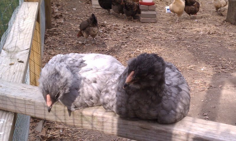 7 week old Ameraucana's......Pullets???? Blue & splash? Pic heavy ...
