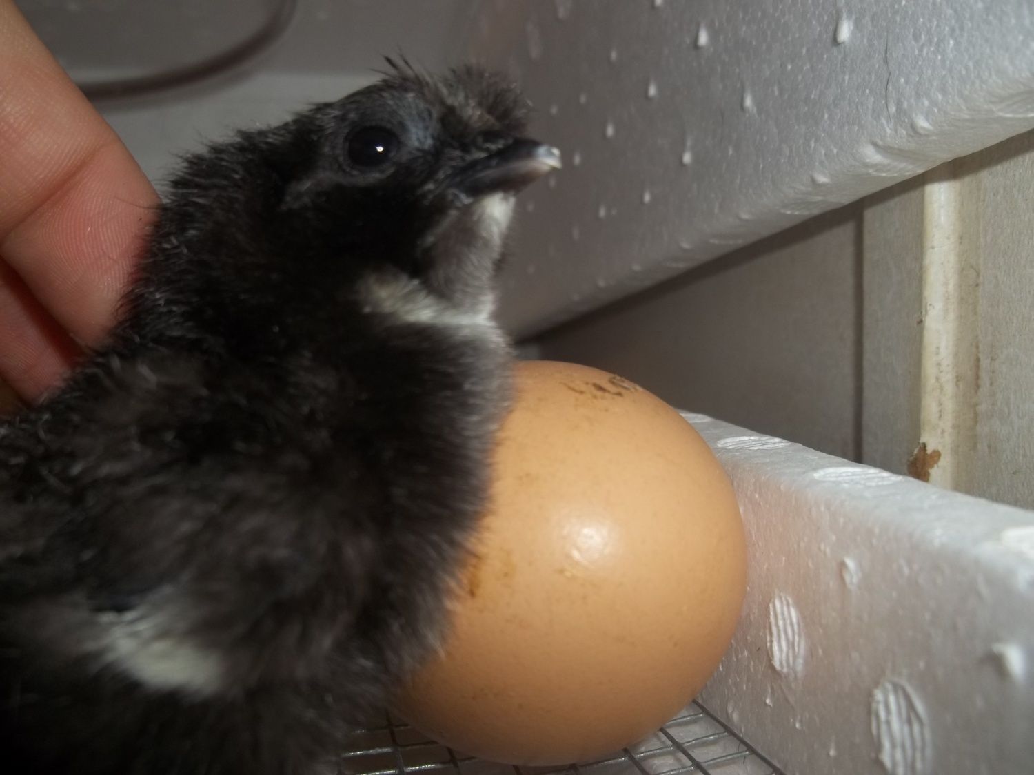 Weird...bump? | BackYard Chickens - Learn How to Raise Chickens