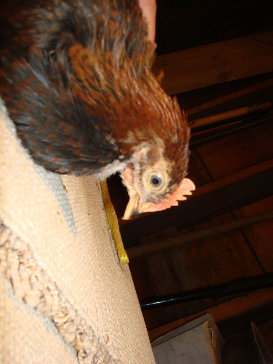 6 Week Old Speckled Sussex, Lady or Roo?? Am I even a Speckled Sussex ...