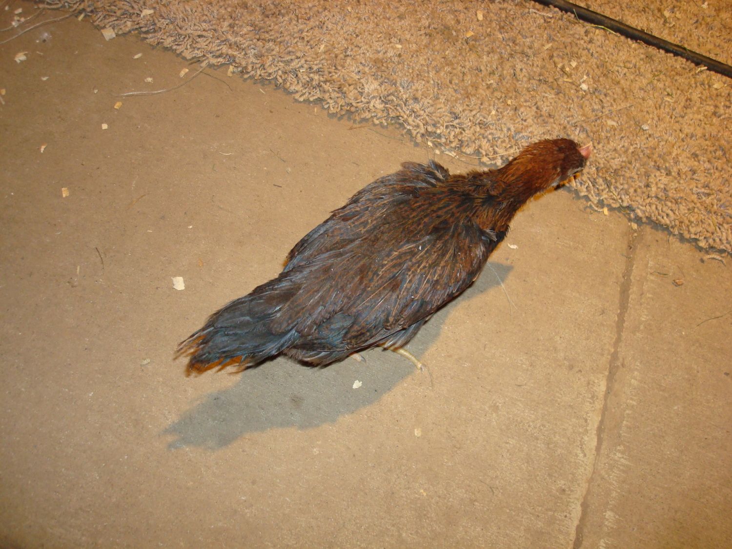 6 Week Old Speckled Sussex, Lady or Roo?? Am I even a Speckled Sussex ...
