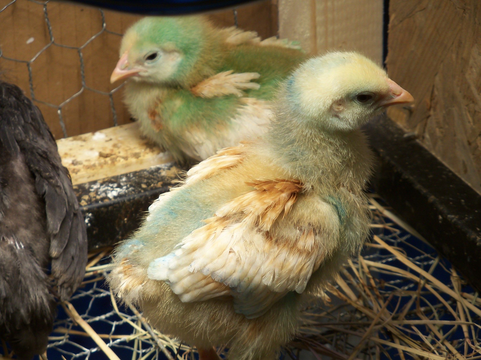 golden sex-links. Which ones are females? | BackYard Chickens - Learn ...