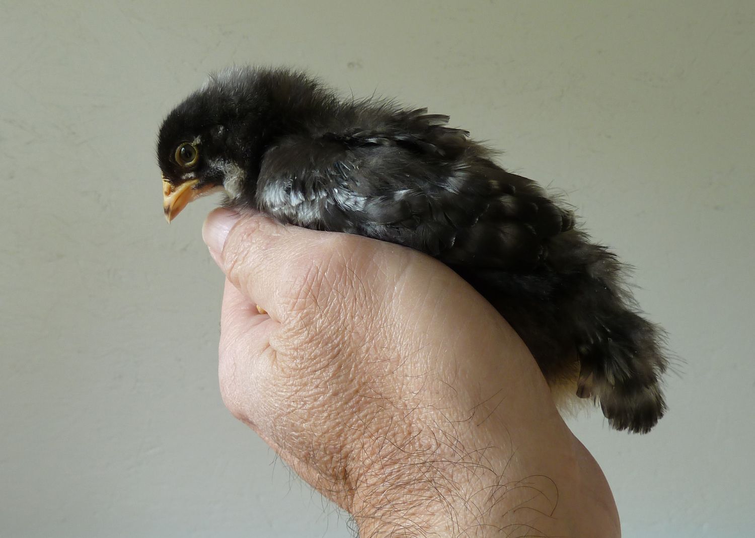 *PICS* Our Chicks Are 3 Weeks Old Today | BackYard Chickens - Learn How ...
