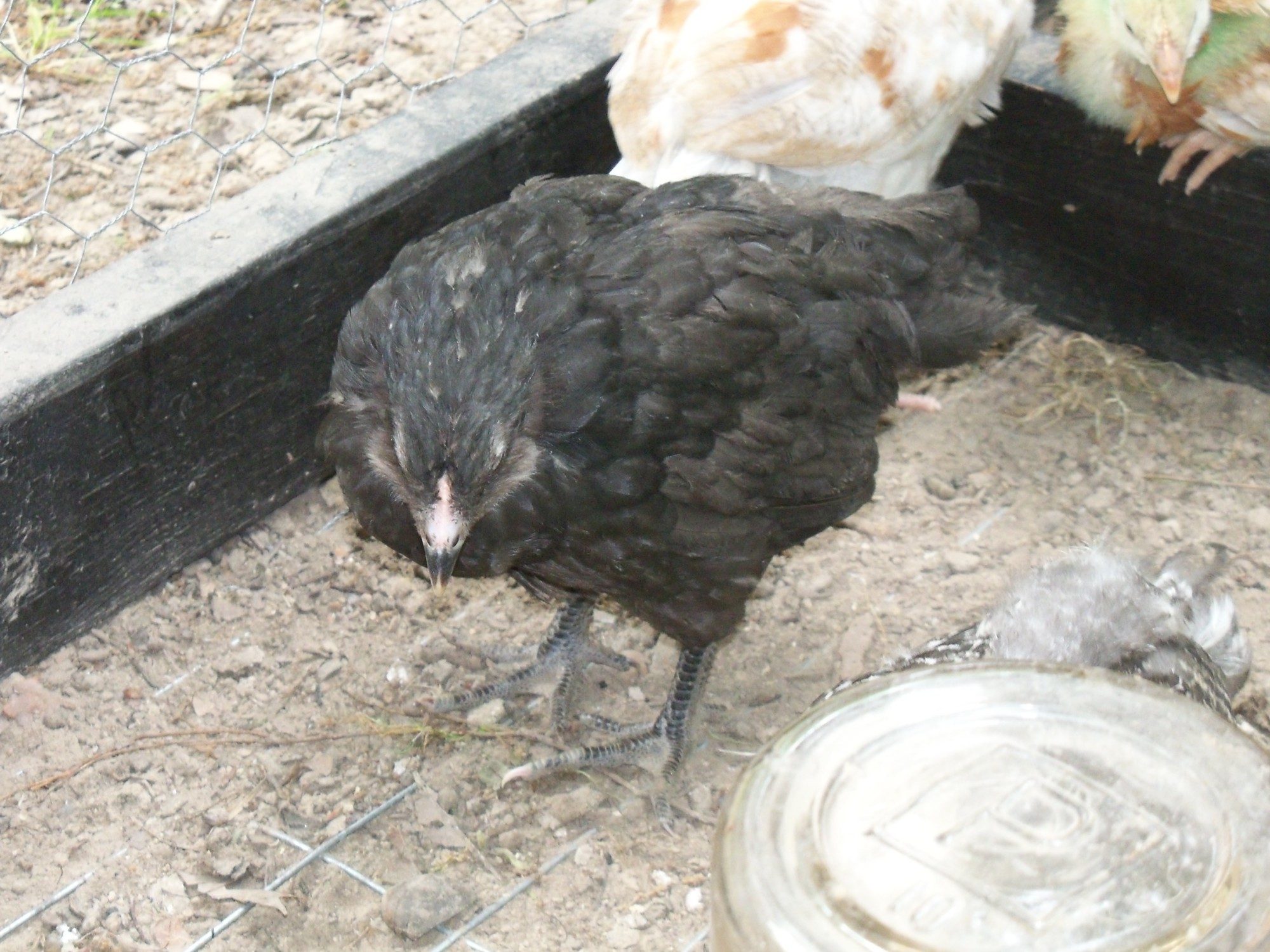 4 week old ameraucana - pullet? | BackYard Chickens - Learn How to ...