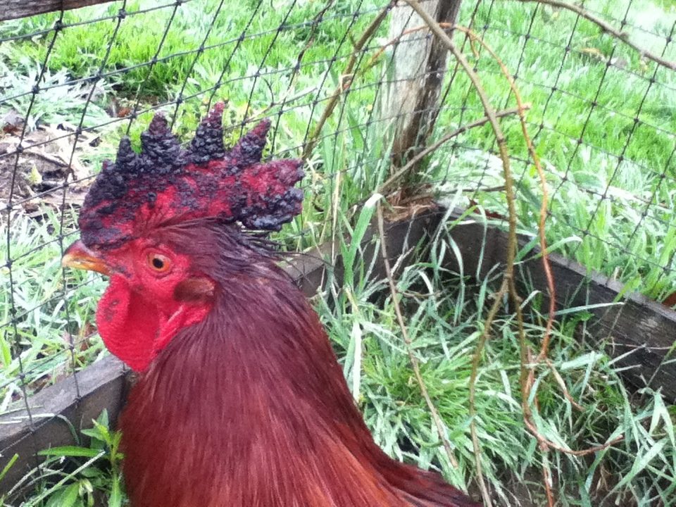 Black bumps covering my rooster's comb? | BackYard Chickens - Learn How ...