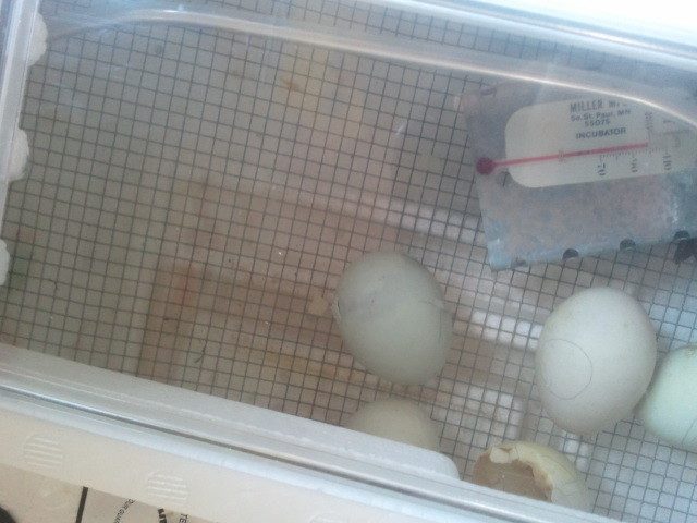 external pip, internal zip | BackYard Chickens - Learn How to Raise ...