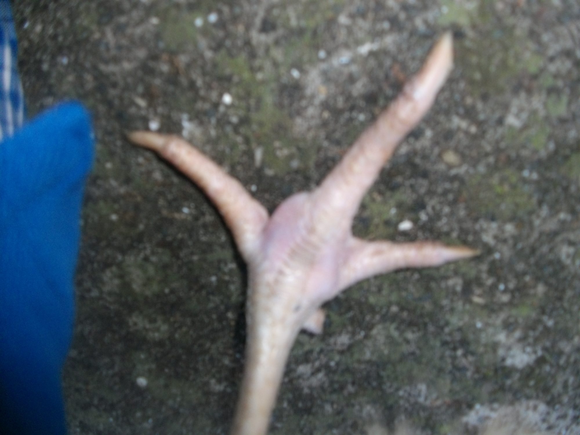 Lump on hens foot *pics* | BackYard Chickens - Learn How to Raise Chickens