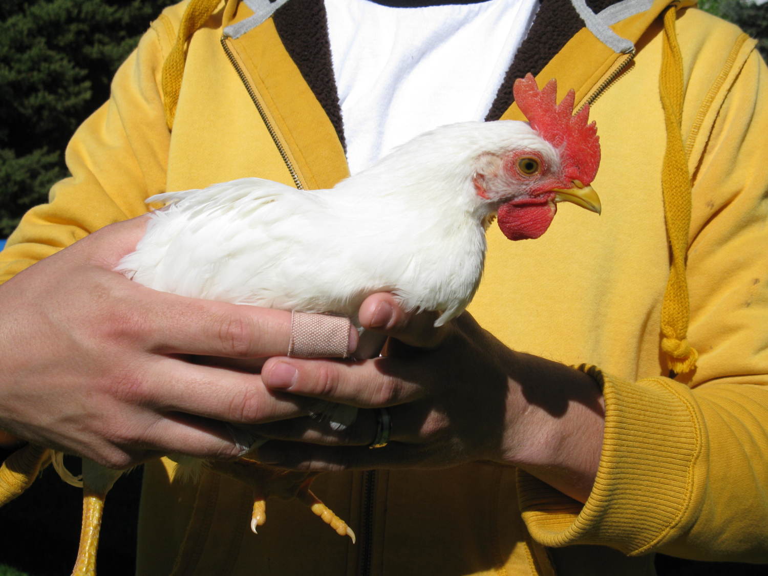 Curly tail feathers=Cockerel? ? *PICTURES* California White | BackYard ...
