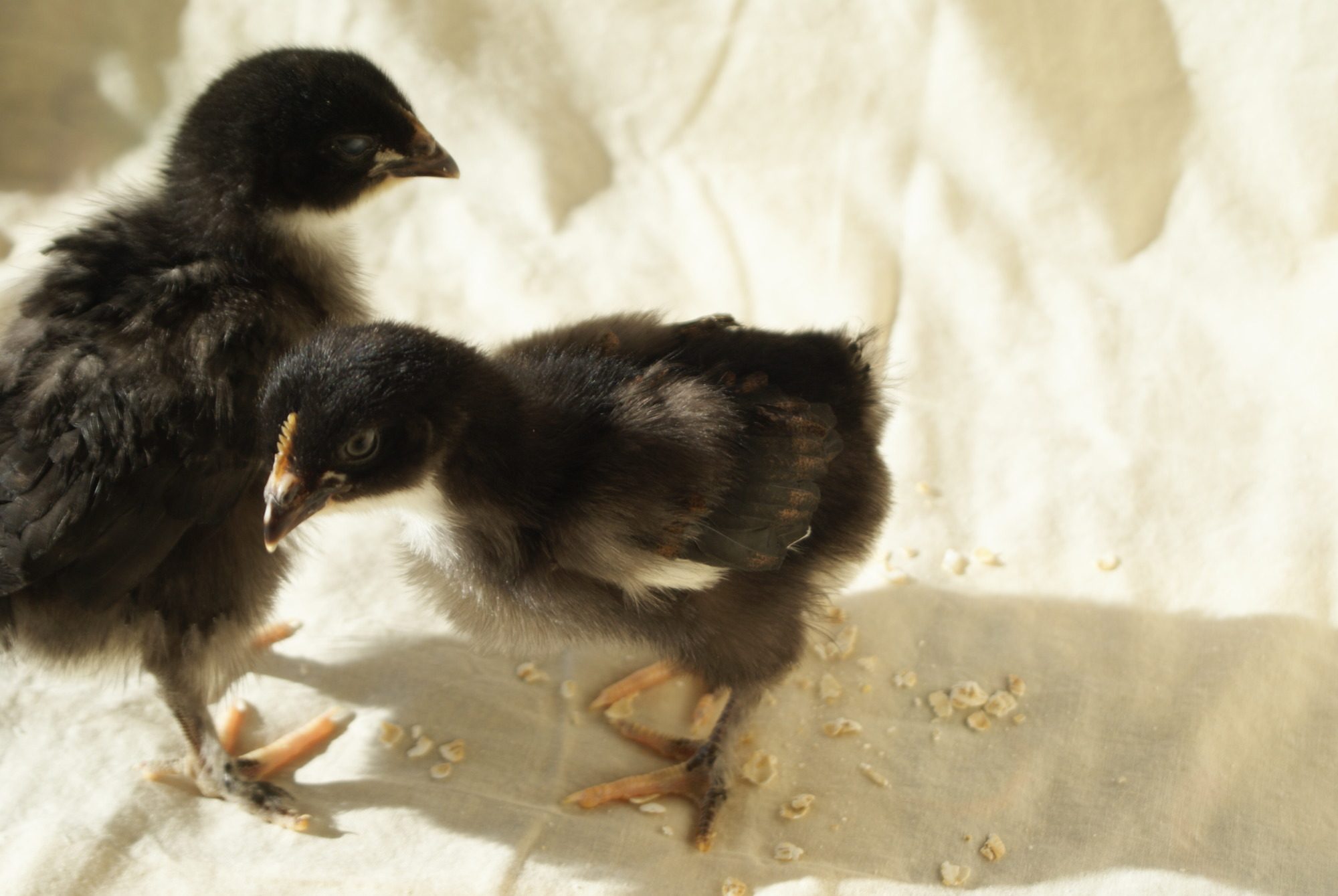 Week Old Black Copper Marans Chicks - Sexing by Feather color? Pictures ...