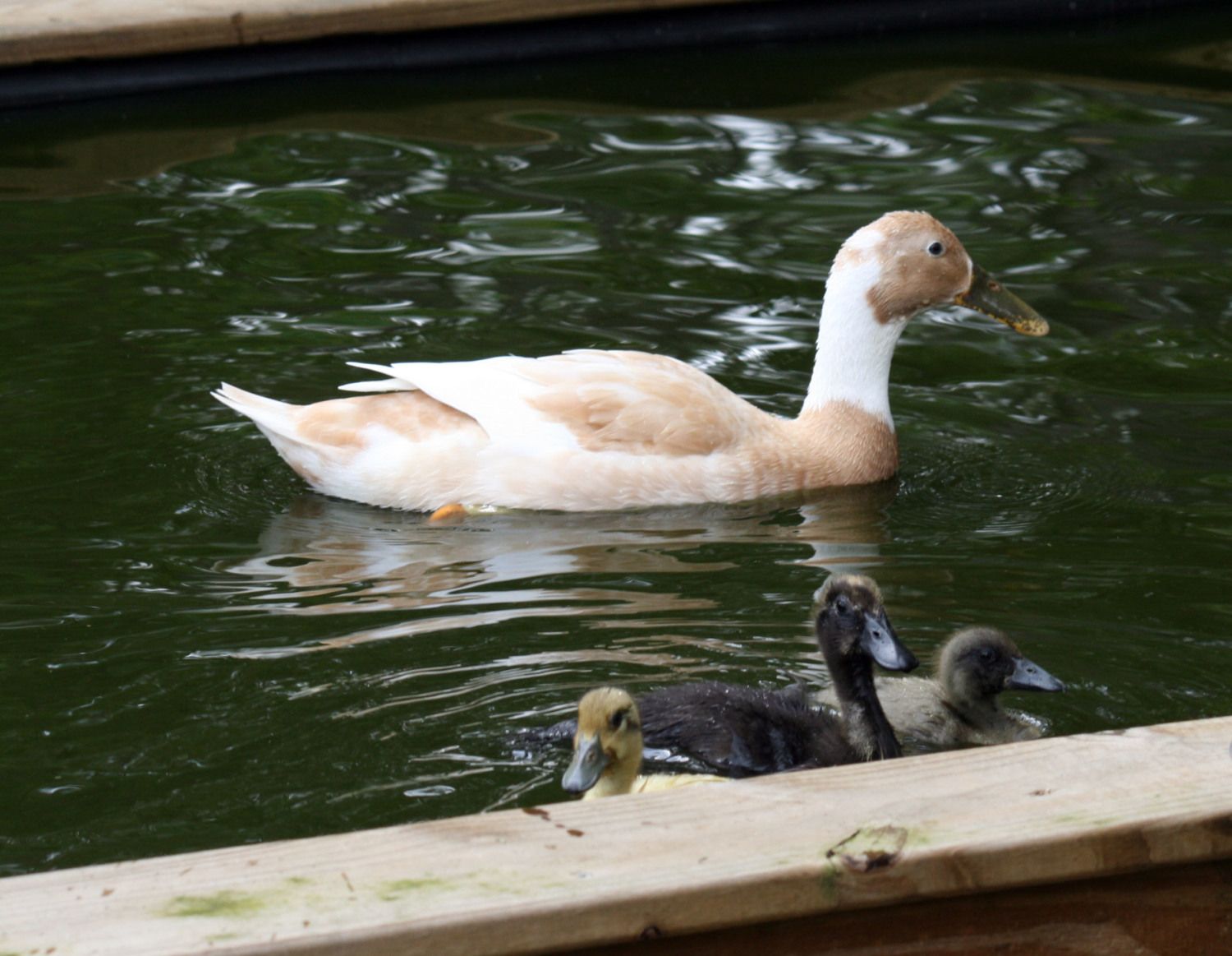 first swim in the big pond - with the big girls | BackYard Chickens ...
