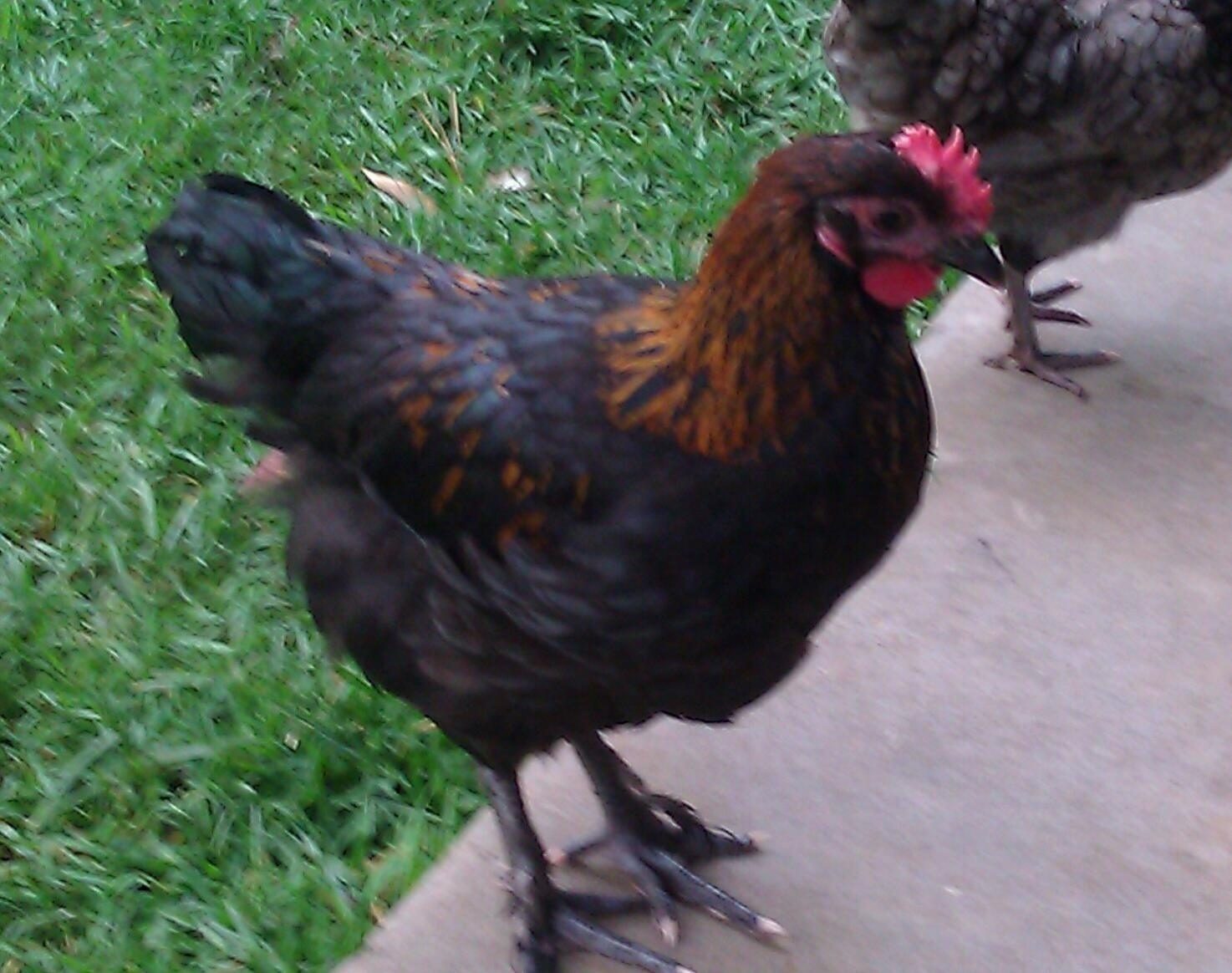 French black copper marans??? roo or pullet | BackYard Chickens - Learn ...