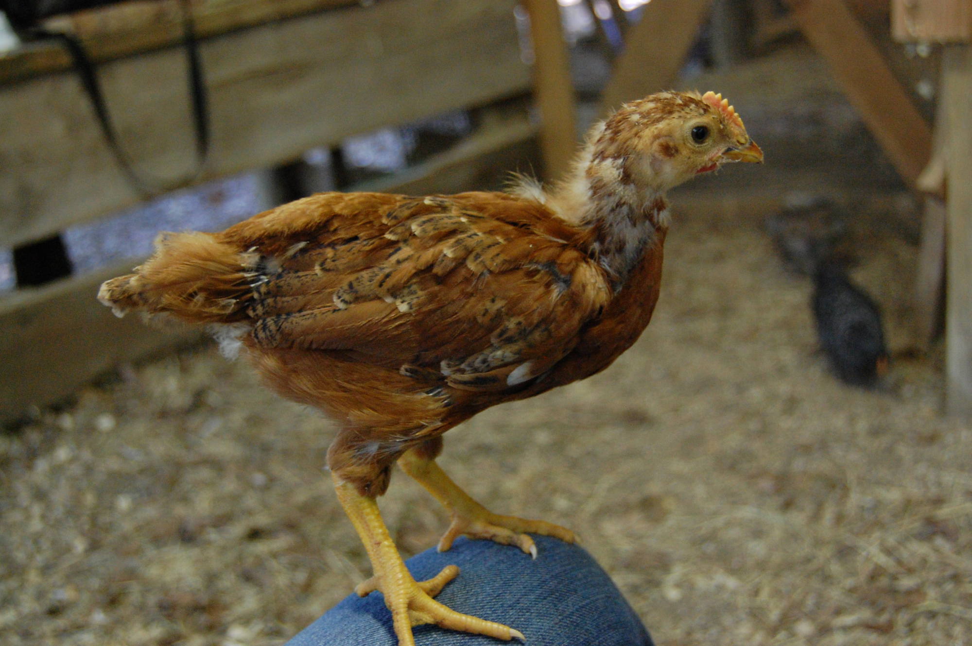 EE Chick - a little over 4 weeks old - pullet or cockerel? | BackYard ...