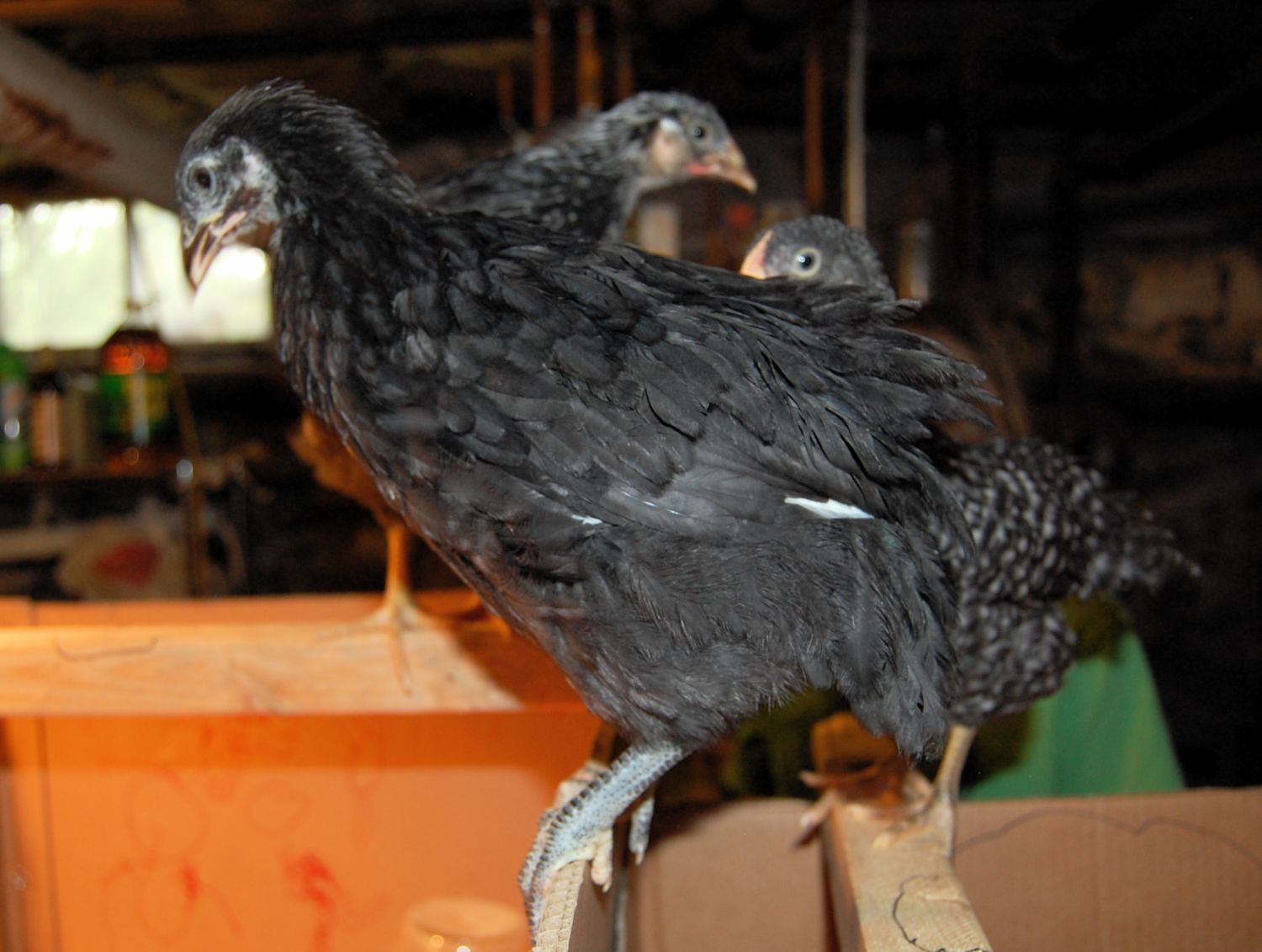 Australorp - 6 weeks - pullet or cockerel? | BackYard Chickens - Learn ...