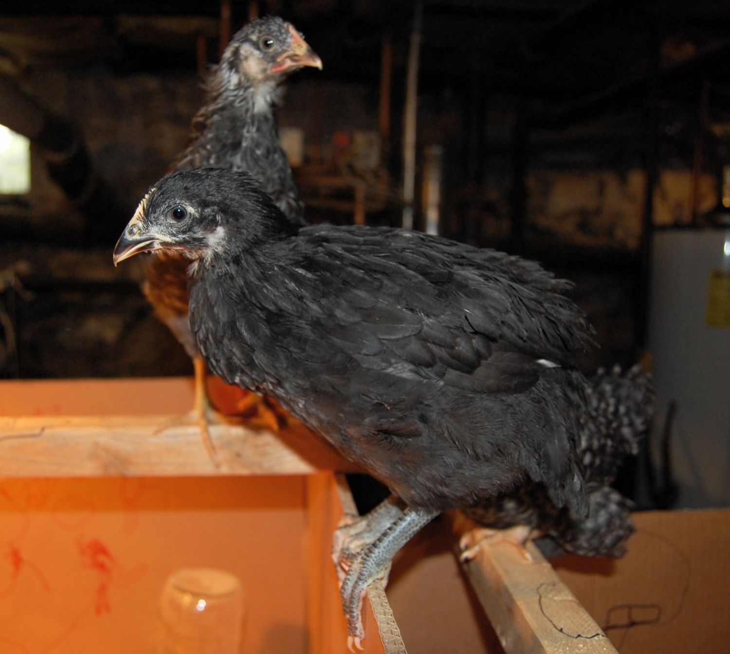 Australorp - 6 weeks - pullet or cockerel? | BackYard Chickens - Learn ...
