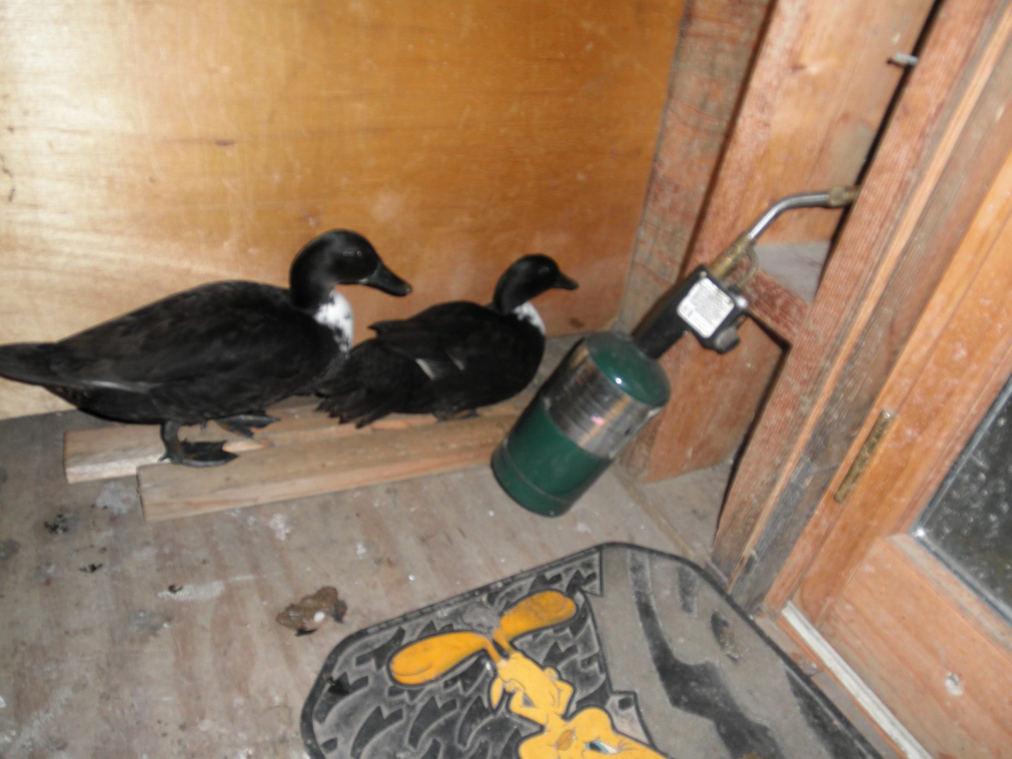 Bibed call duck wing. | BackYard Chickens - Learn How to Raise Chickens