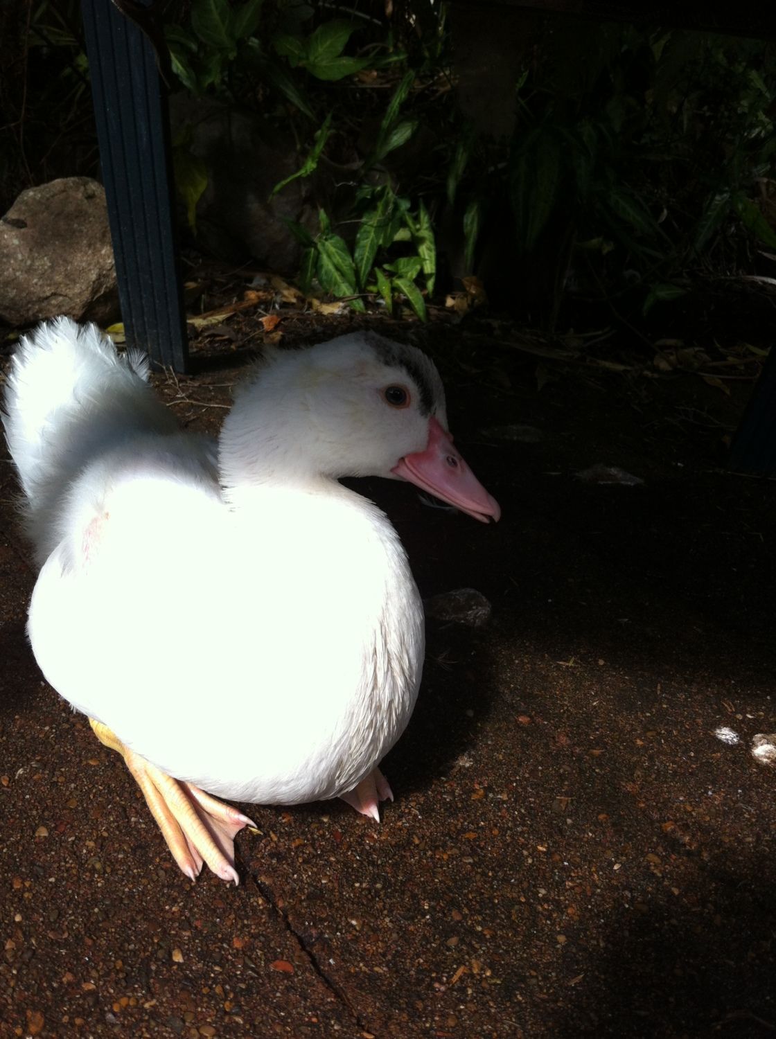 My very,very, very, very cute ducks | BackYard Chickens - Learn How to ...