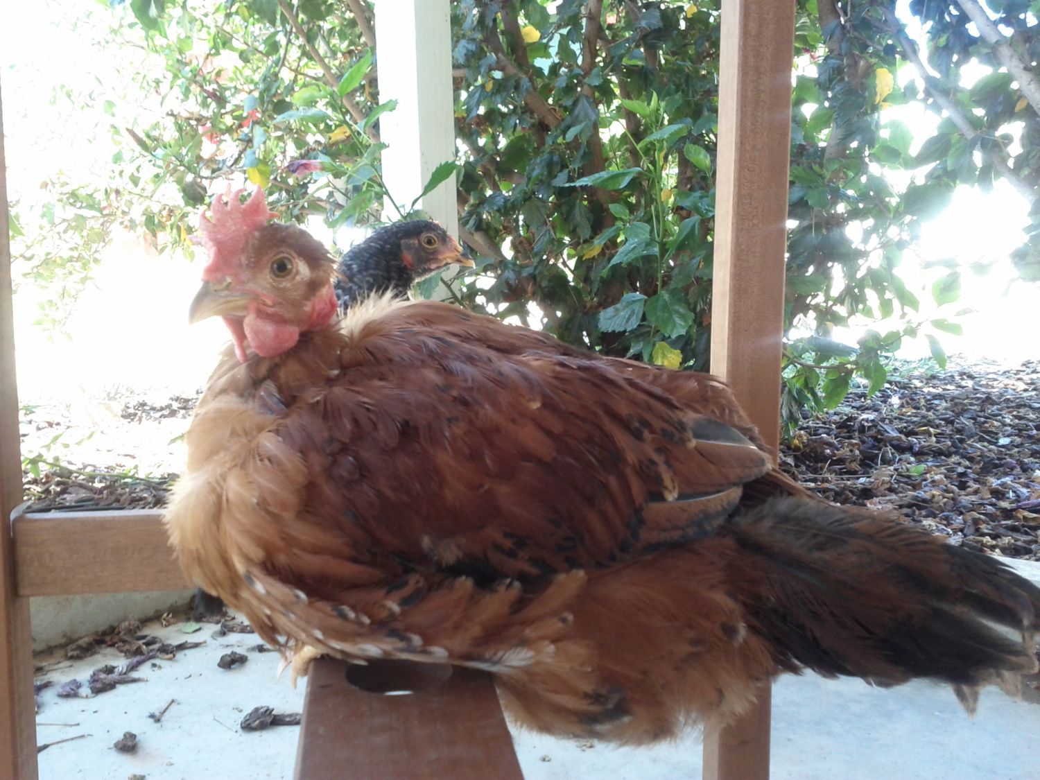 Turken: Rooster or Hen? | BackYard Chickens - Learn How to Raise Chickens