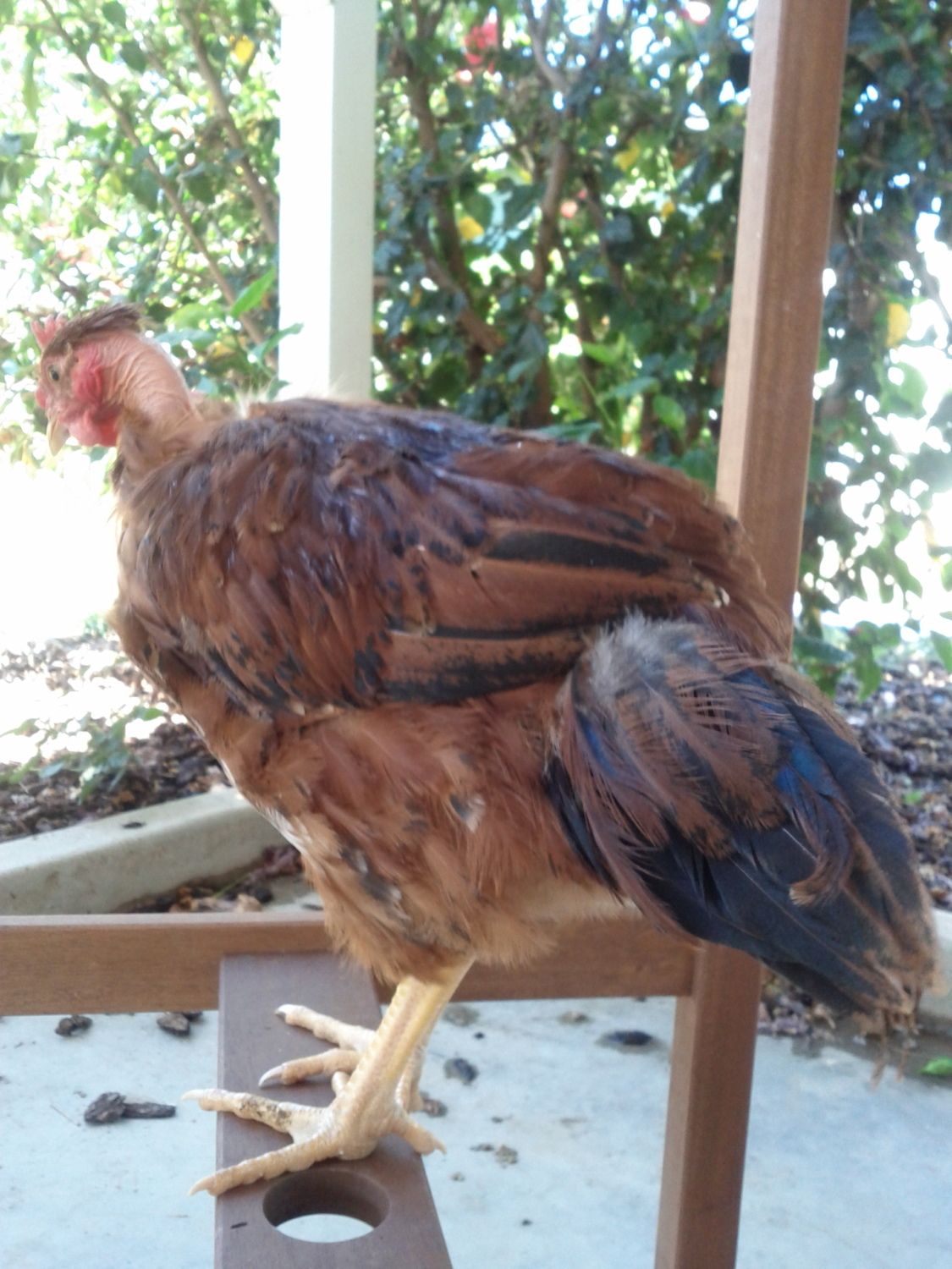 Turken: Rooster or Hen? | BackYard Chickens - Learn How to Raise Chickens