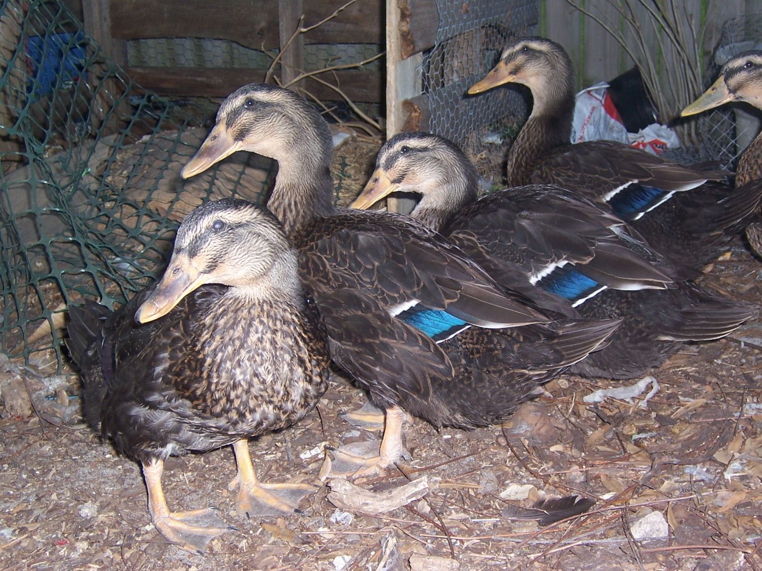Is my rouen malnourished? | BackYard Chickens - Learn How to Raise Chickens