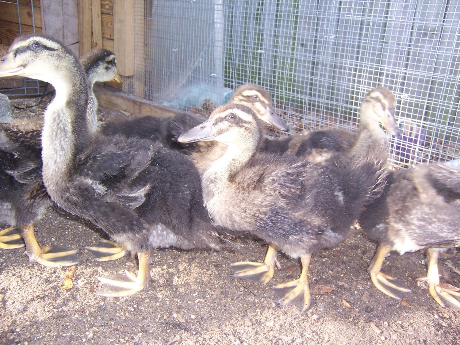 Is my rouen malnourished? | BackYard Chickens - Learn How to Raise Chickens