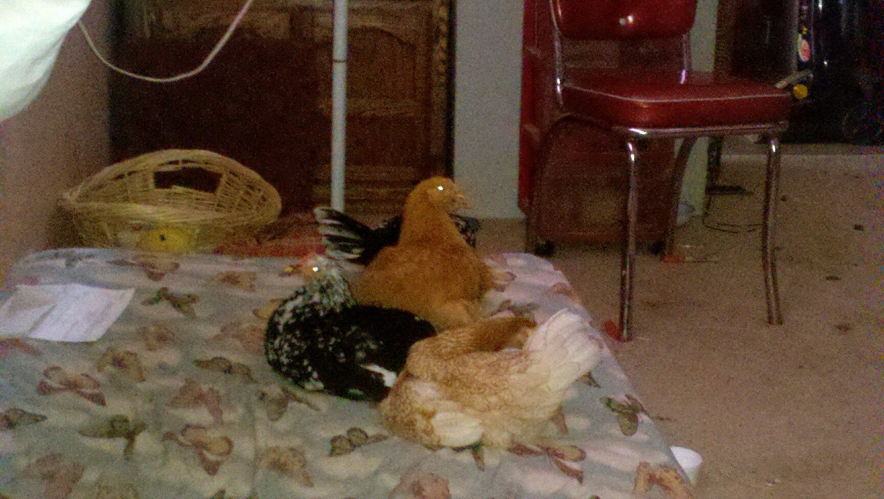 lazy chicks | BackYard Chickens - Learn How to Raise Chickens