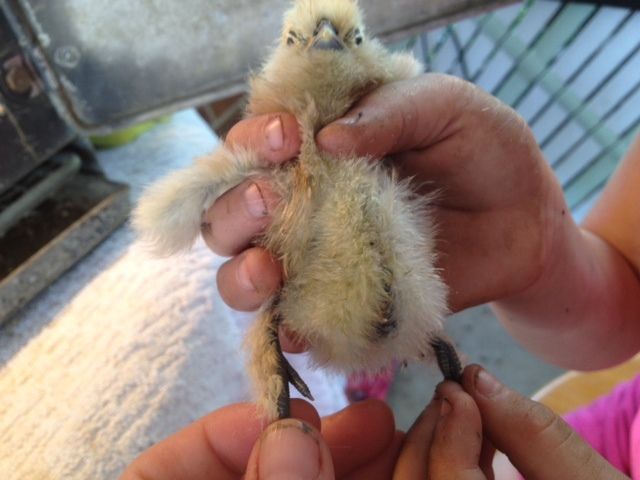 Help Chick hatched with very short legs | BackYard Chickens - Learn How ...